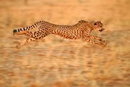 Cheetah Running Speedy Spots San Diego Zoo Wildlife Explorers