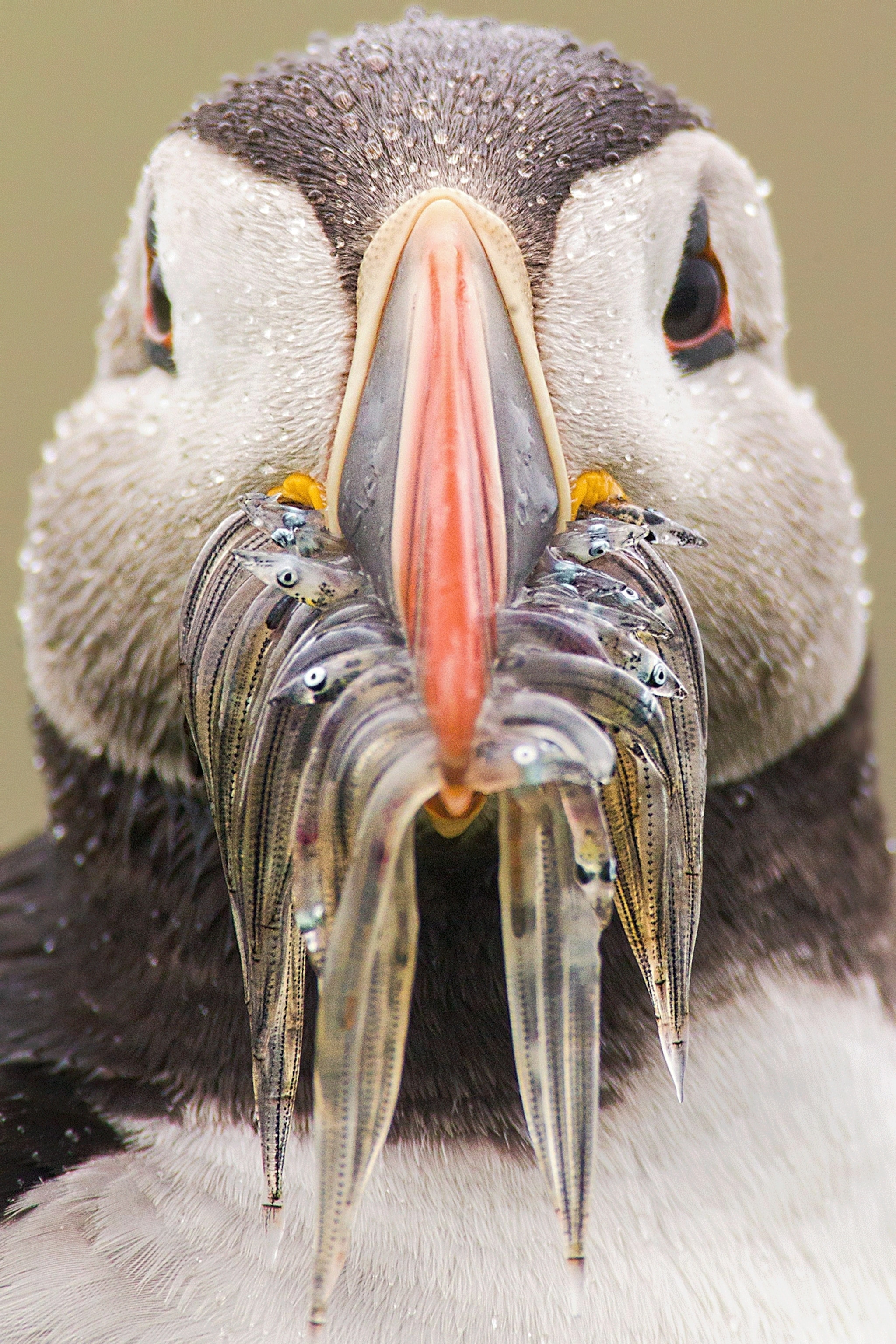 Behind the Stunning Photo of a Puffin Gorging on Fish