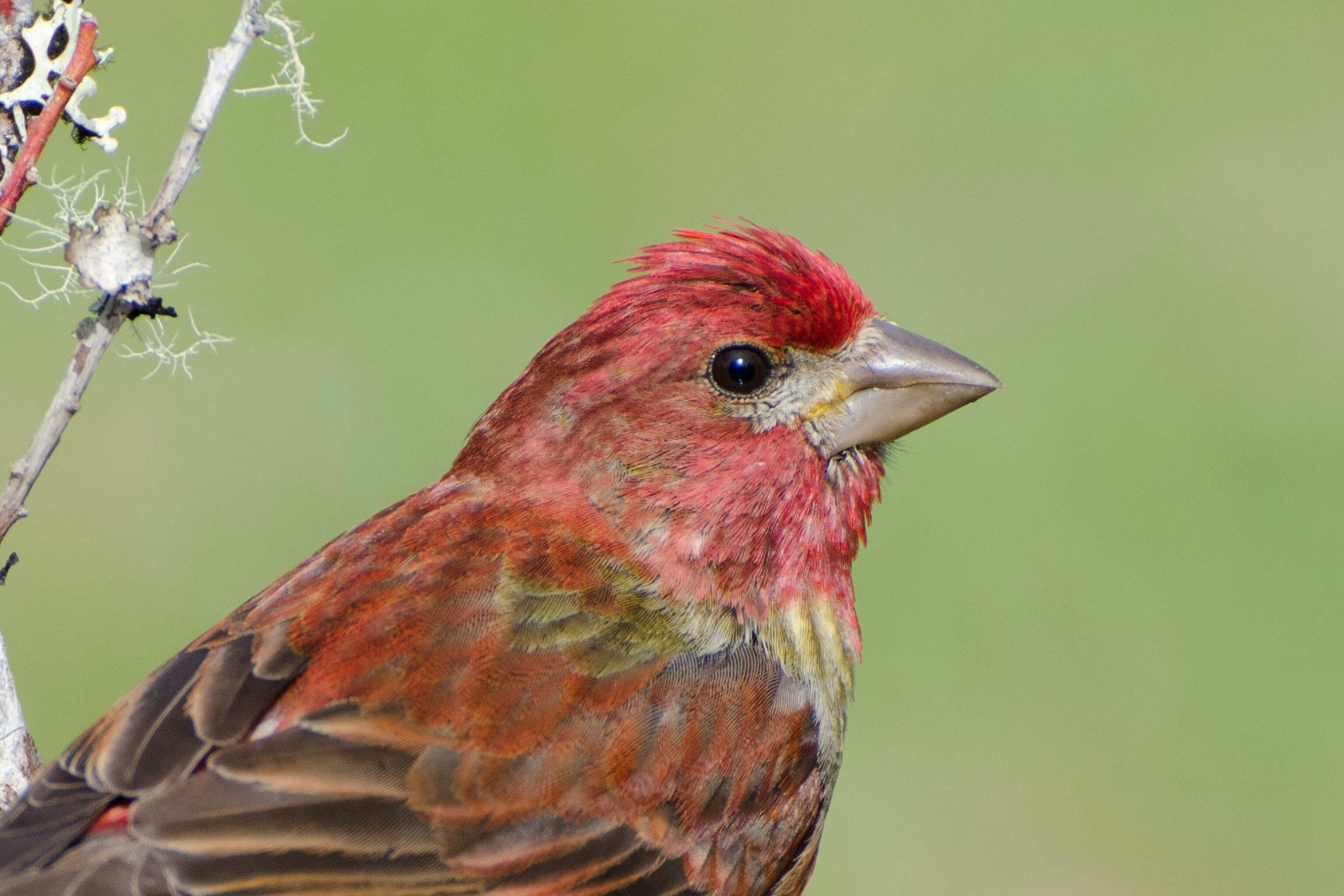 Female Purple Finch