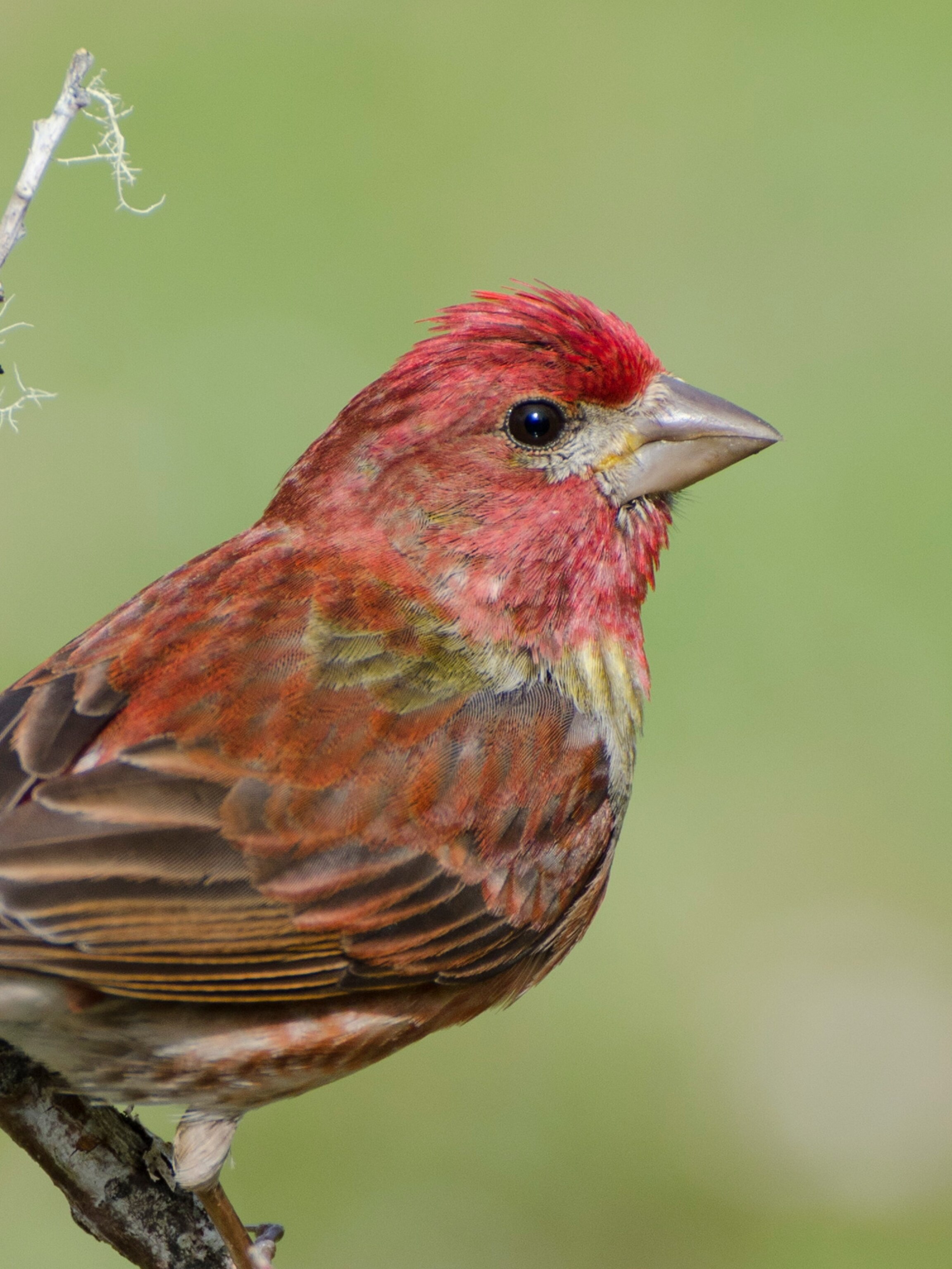 Purple Finch