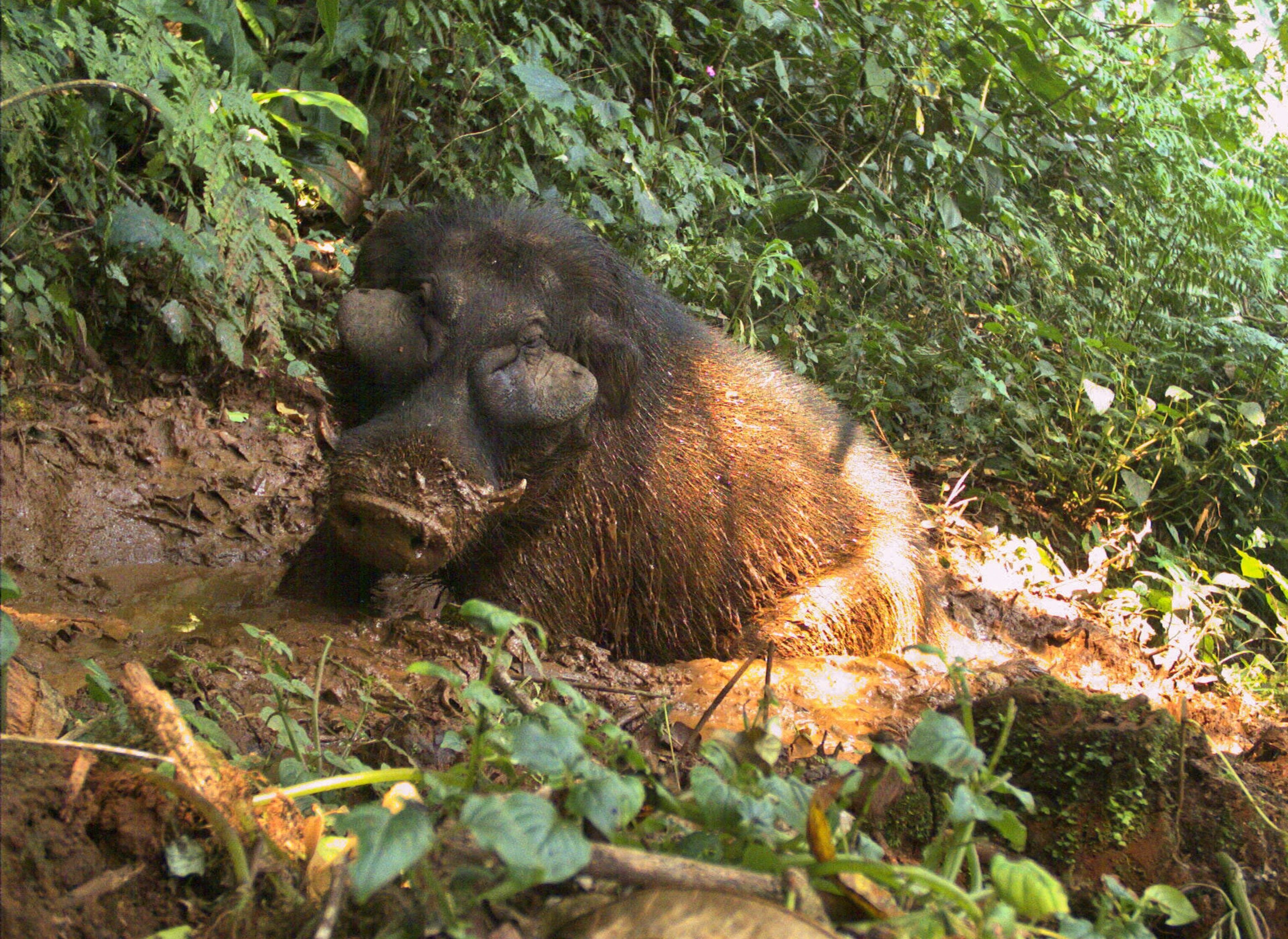 This Week’s Most Intriguing Discoveries | National Geographic