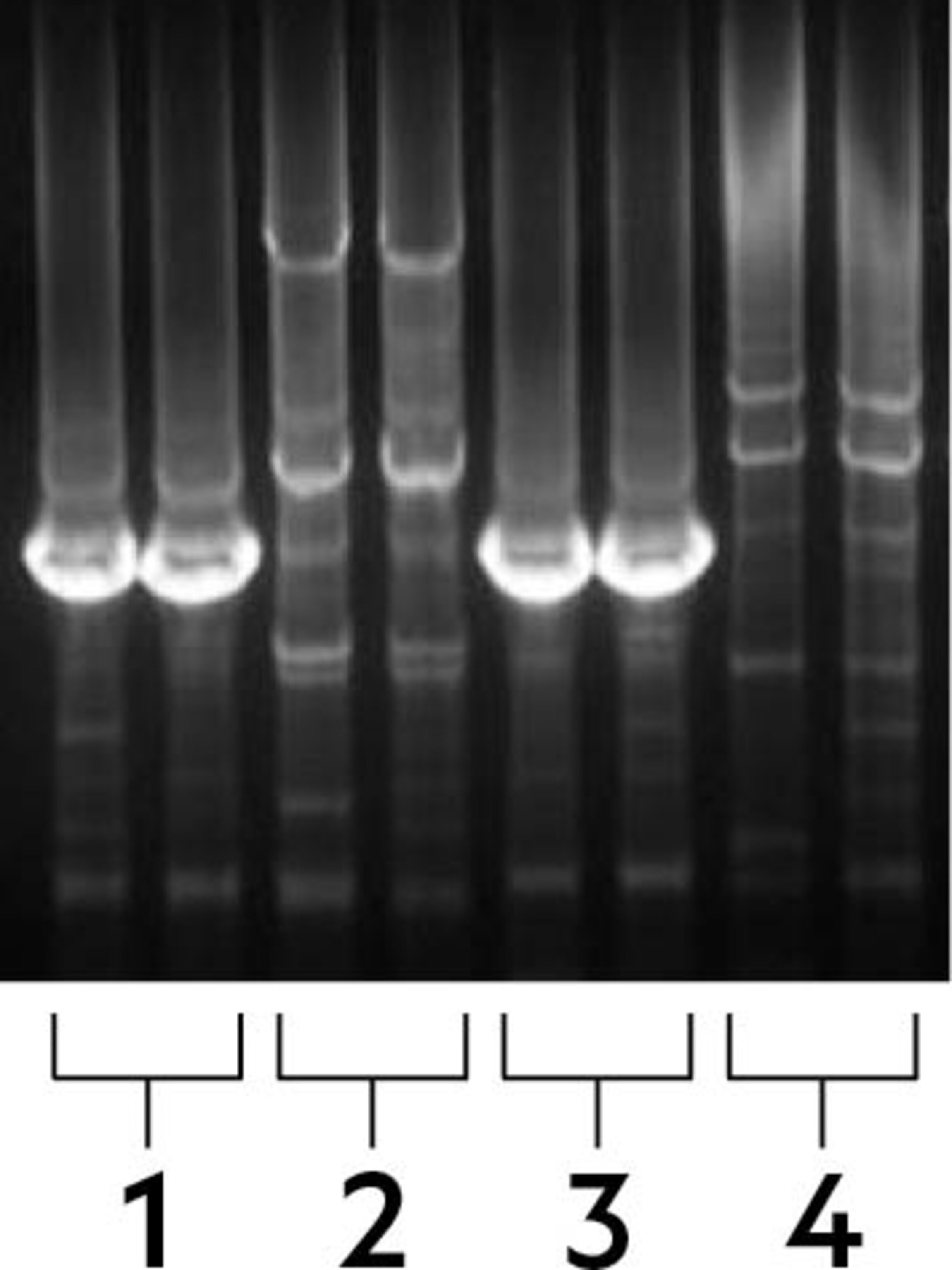 Scientists are unraveling the mysteries of pain