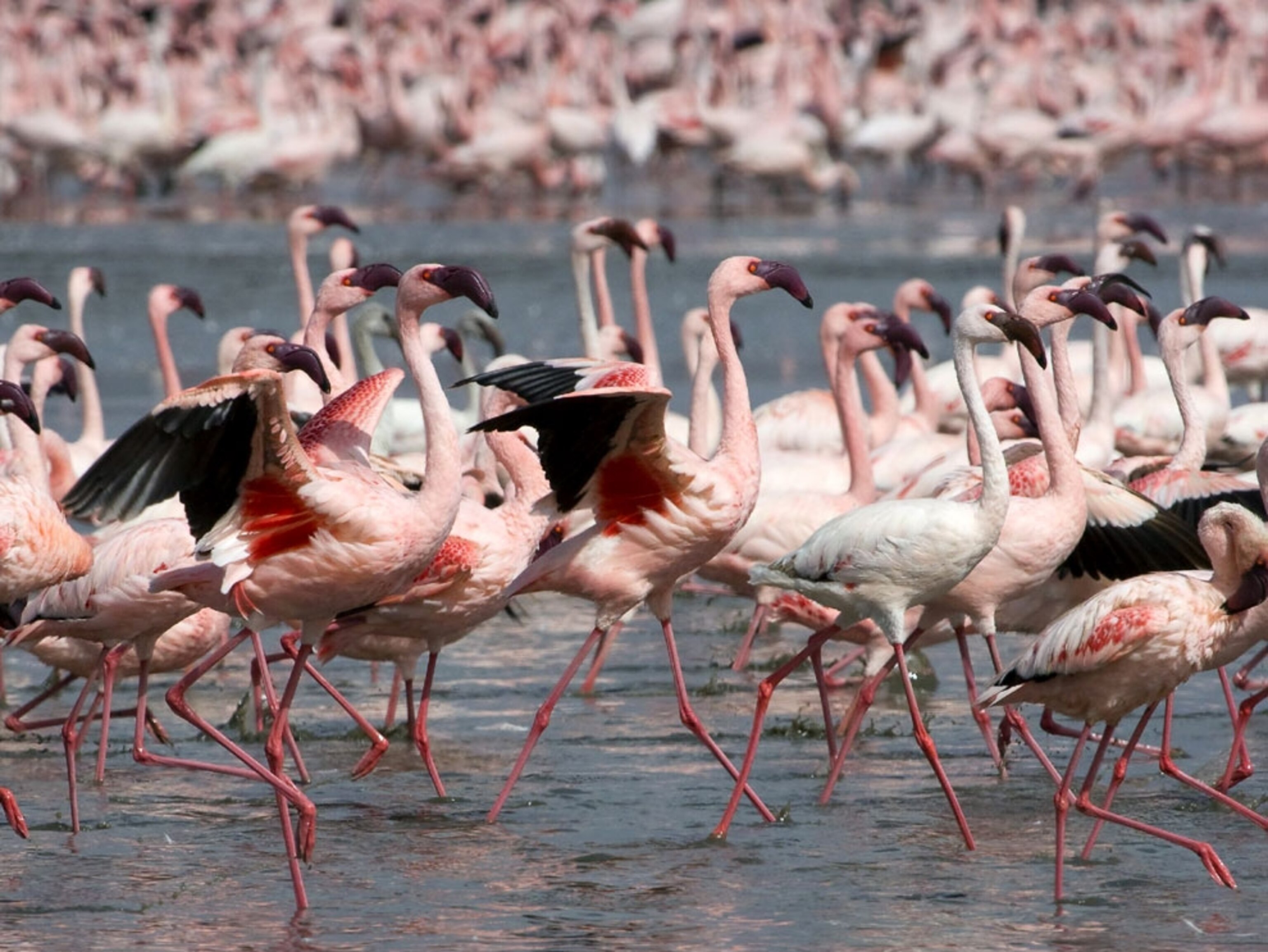 Wading Bird Pictures - National Geographic