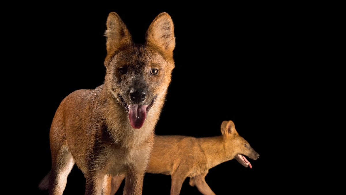 Dhole | National Geographic