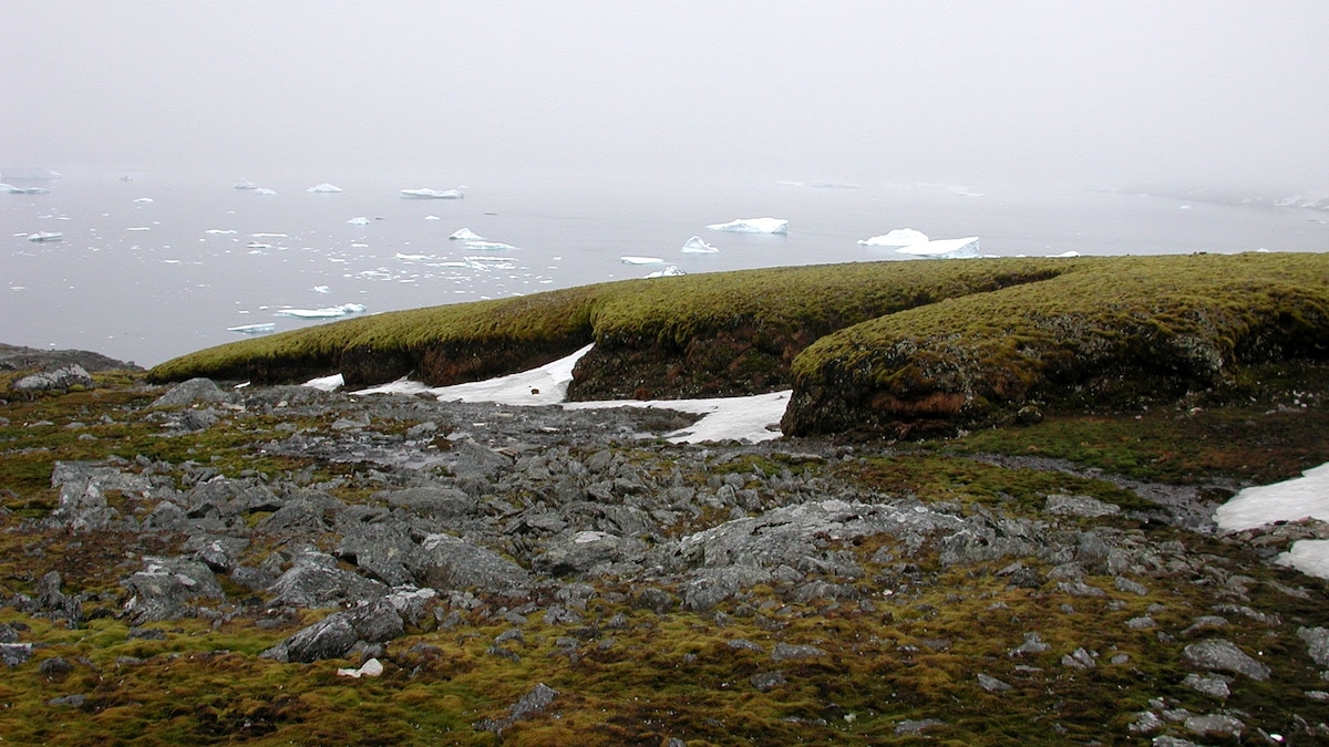 Ancient Moss Revived After Ages on Ice | National Geographic