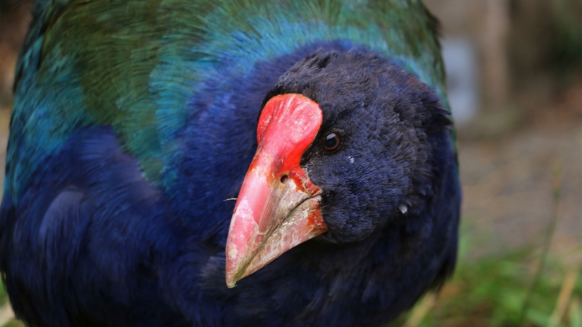 This Rat-Free City Park Is a Paradise of Rare Birds | National Geographic
