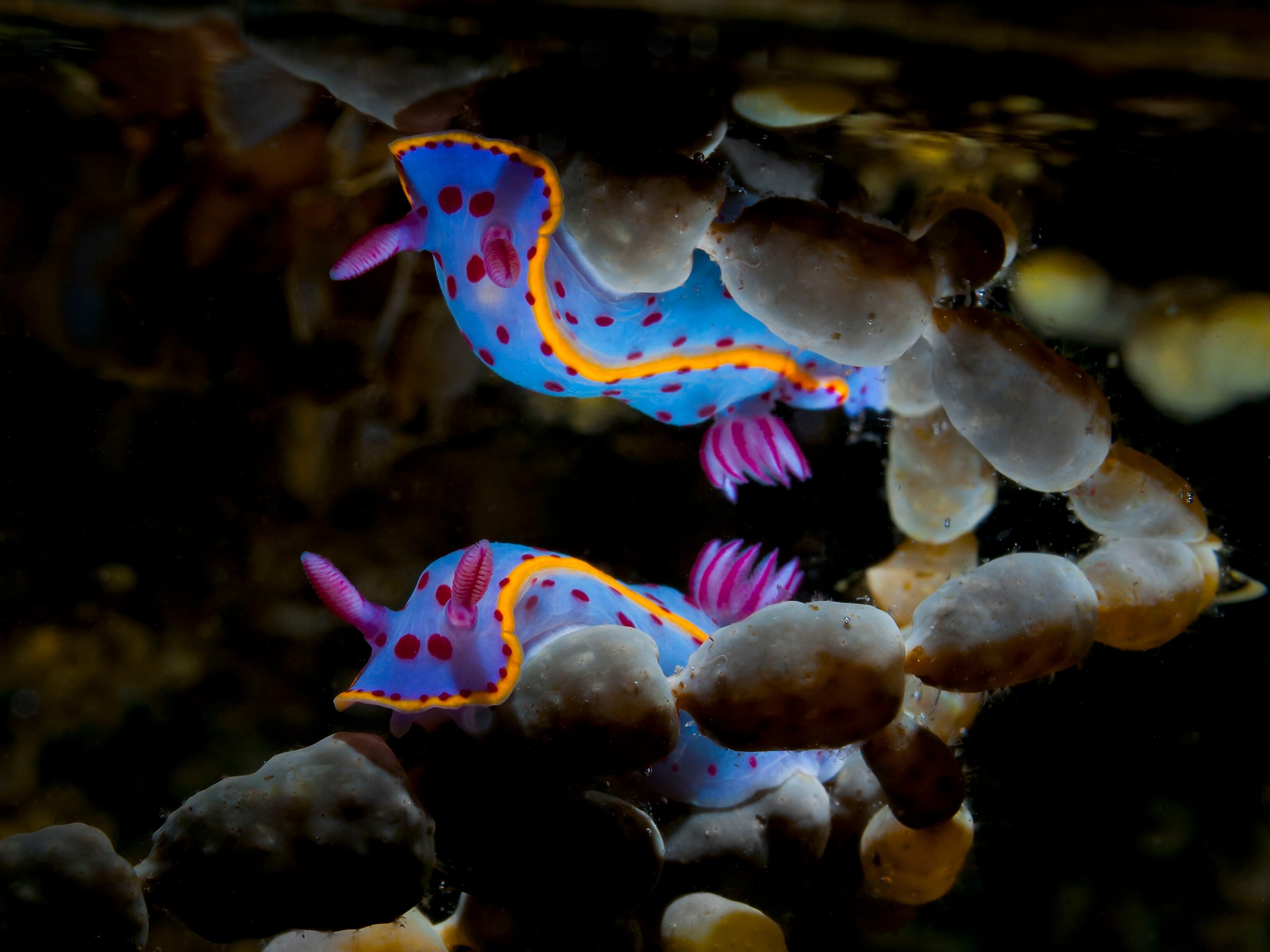 Meet the Adorable "Sea Bunny" Taking Over the Internet
