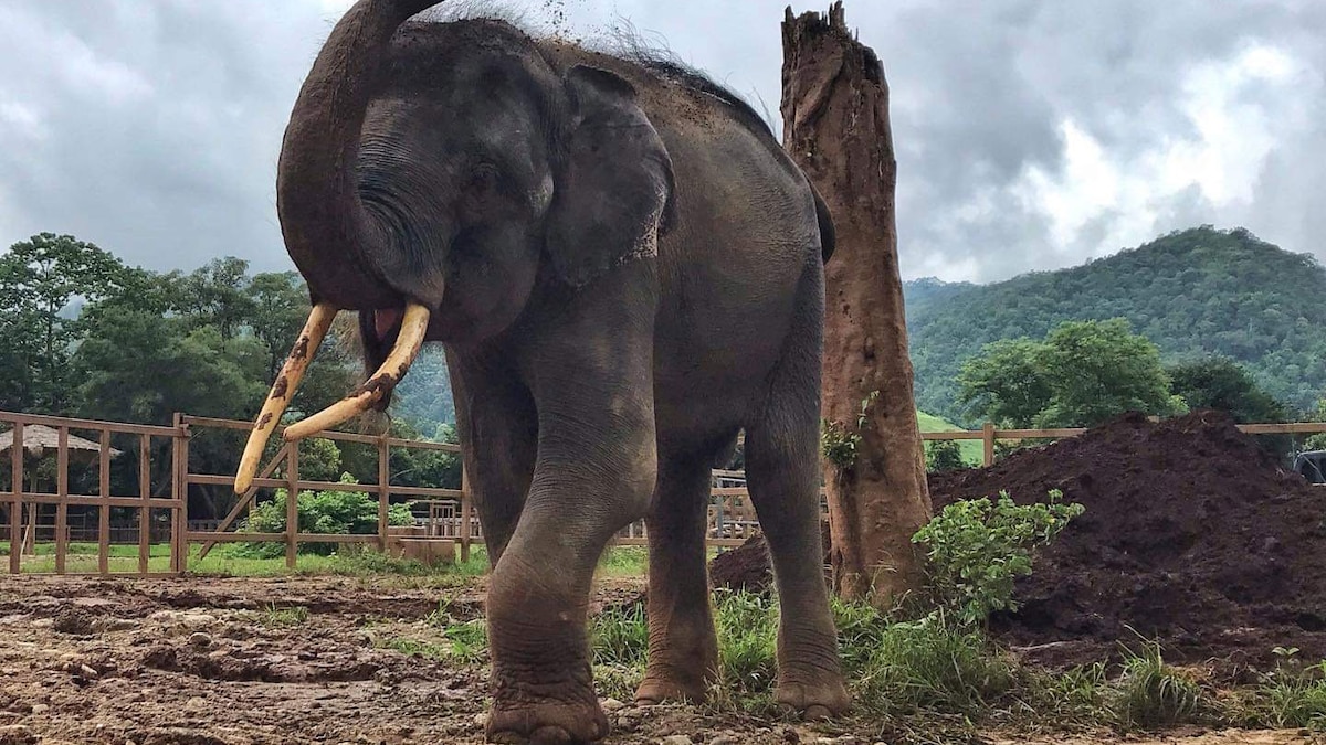Gluay Hom the Thai elephant begins a new life of freedom | National ...