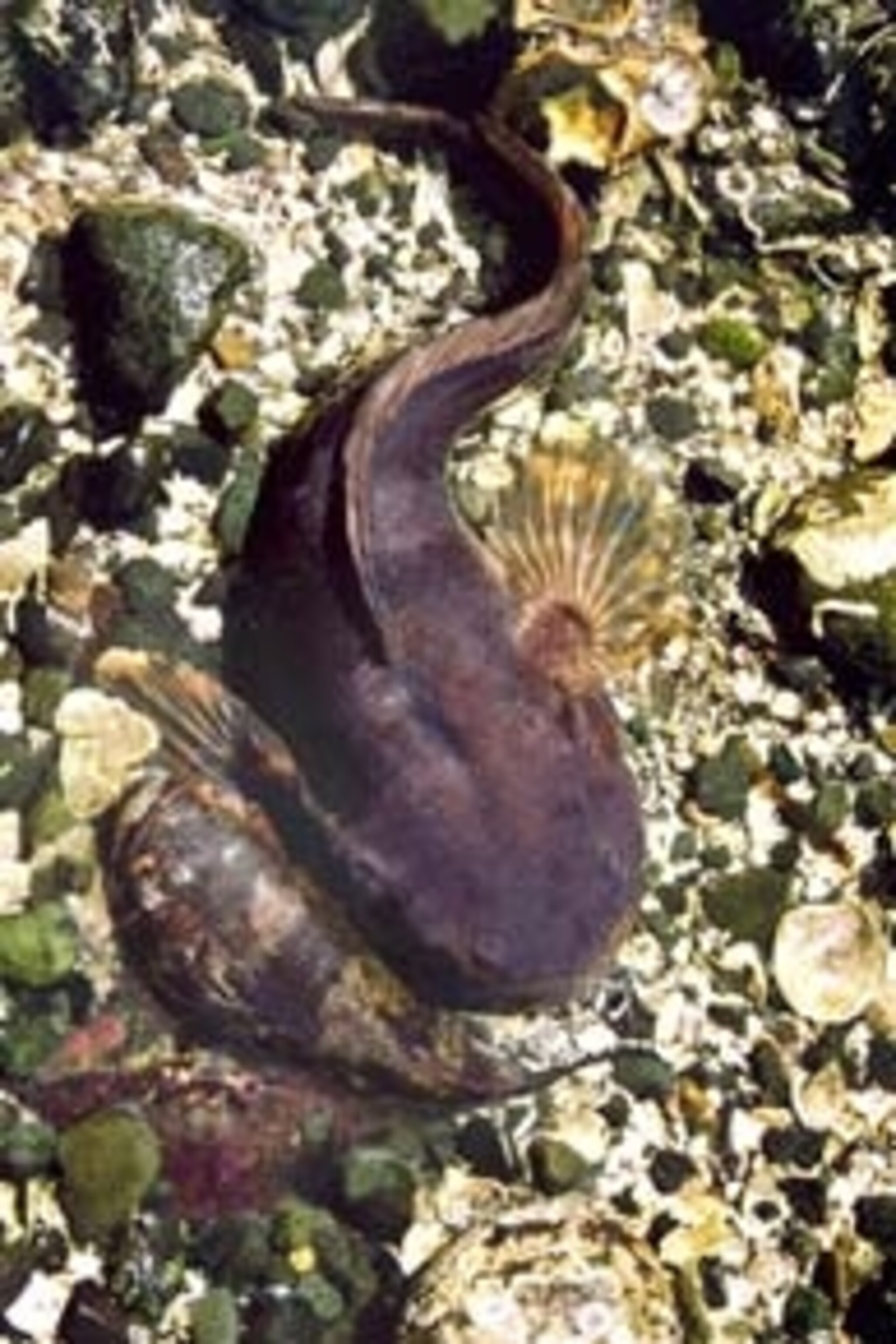 Singing fish reveal shared origins of vertebrate vocals