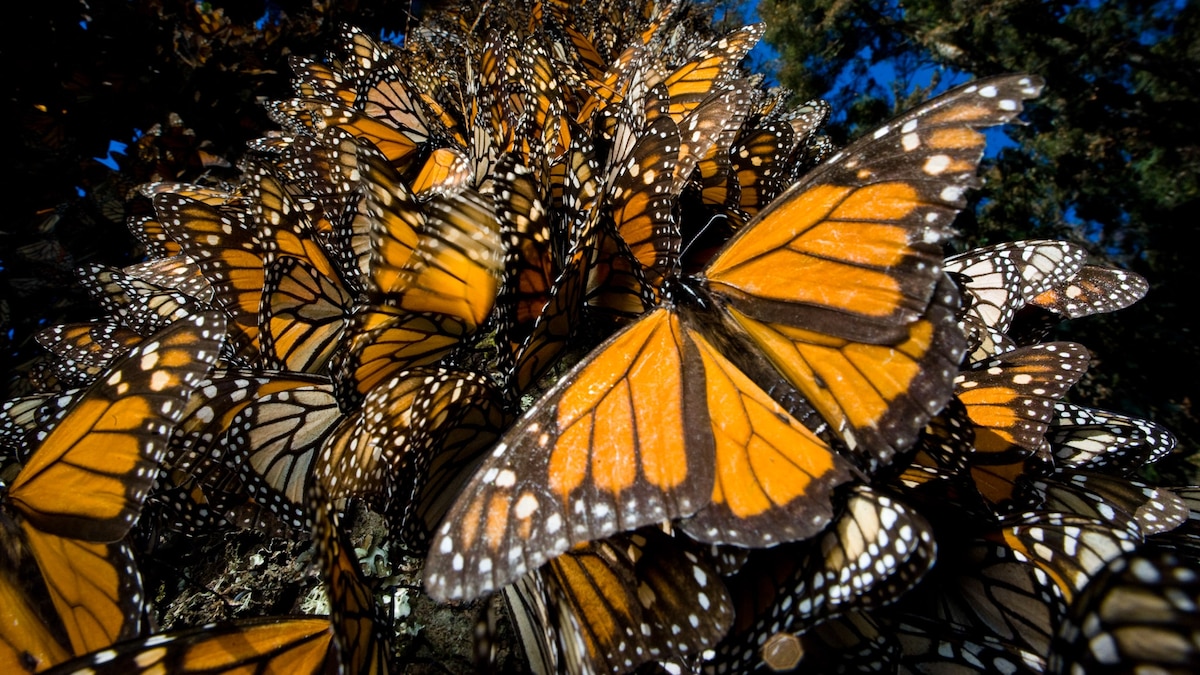 10 best animal watching adventures | National Geographic