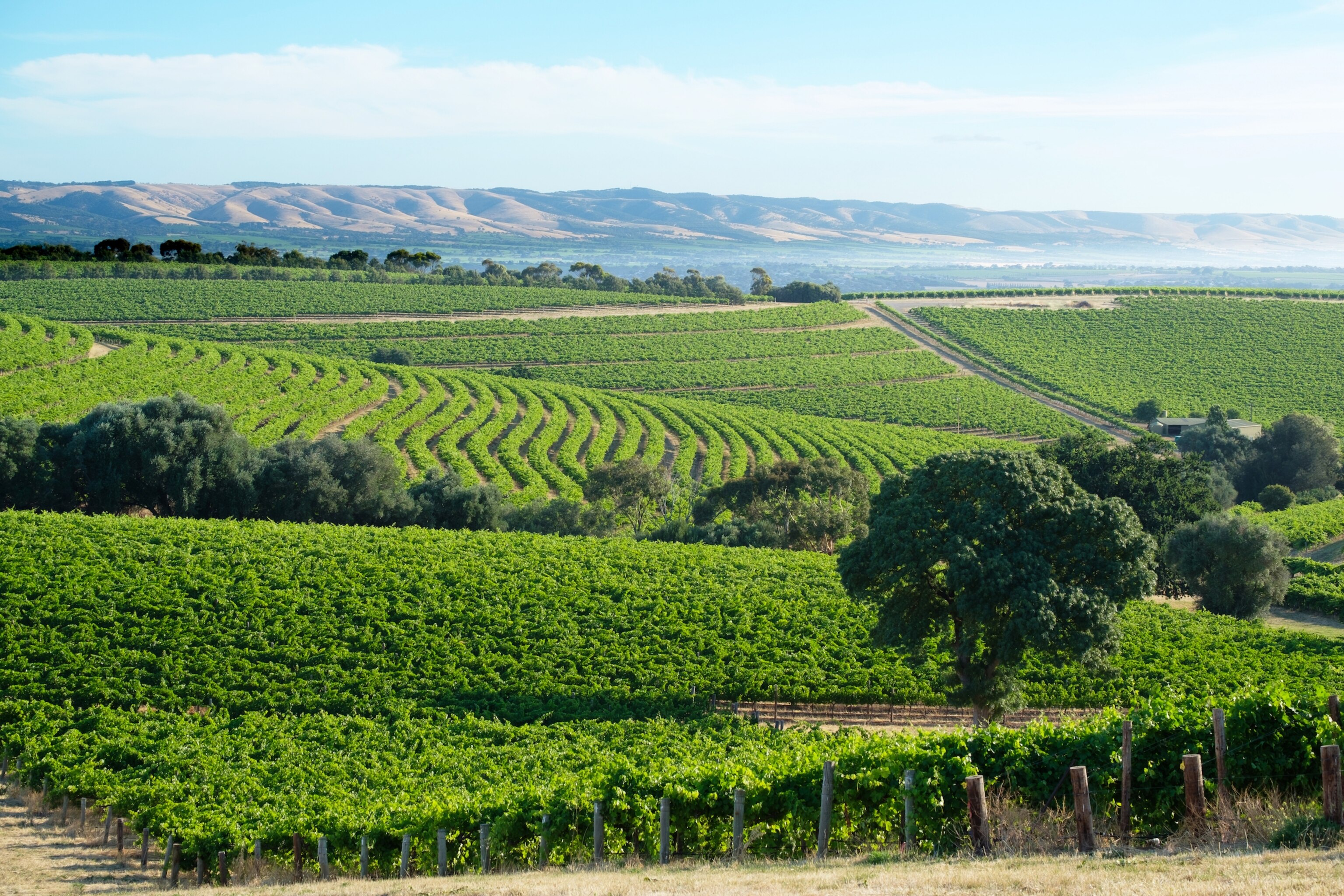 Exploring South Australia’s Capital and Wine Country