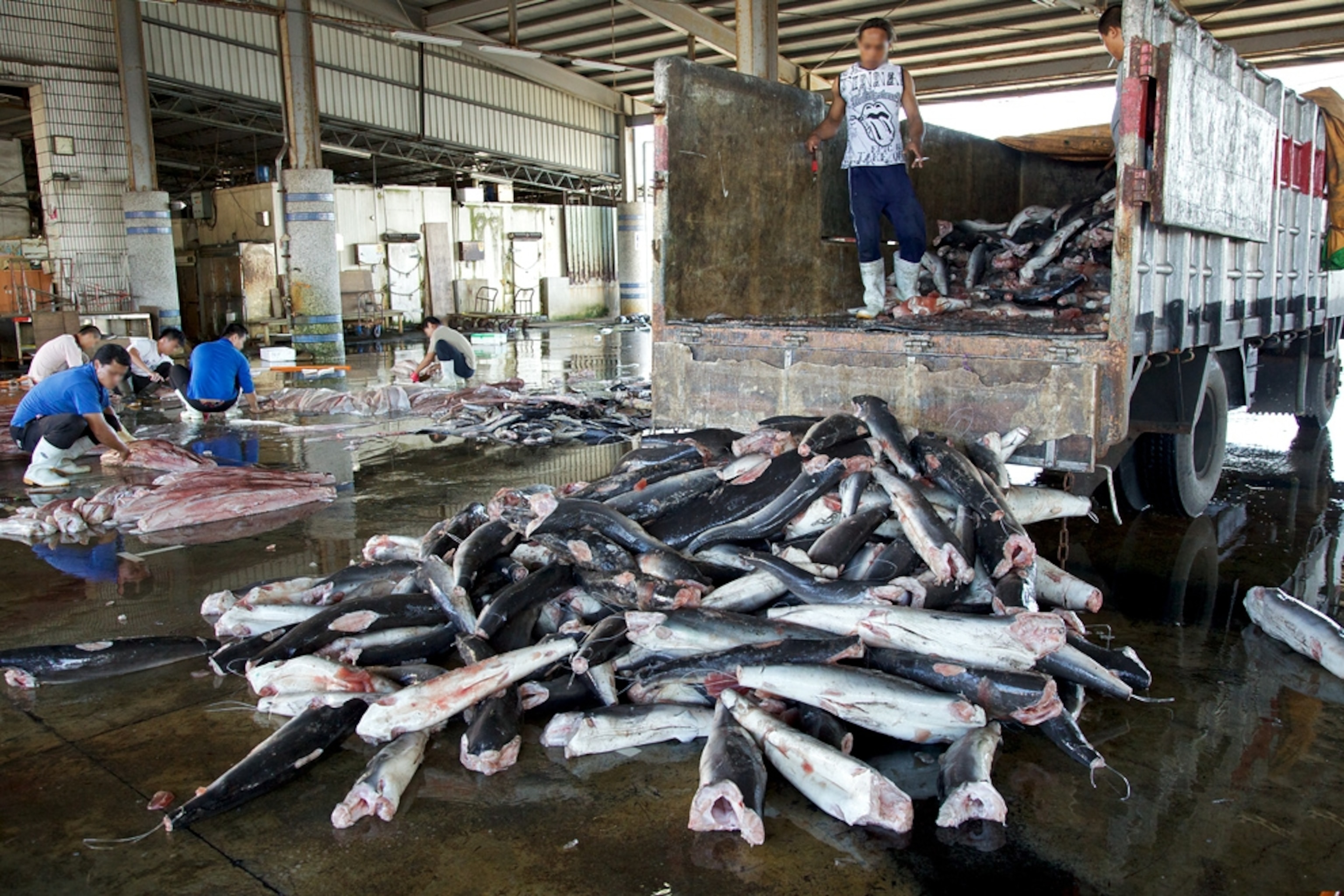 New Shark-Fin Pictures Reveal Ocean "Strip Mining"