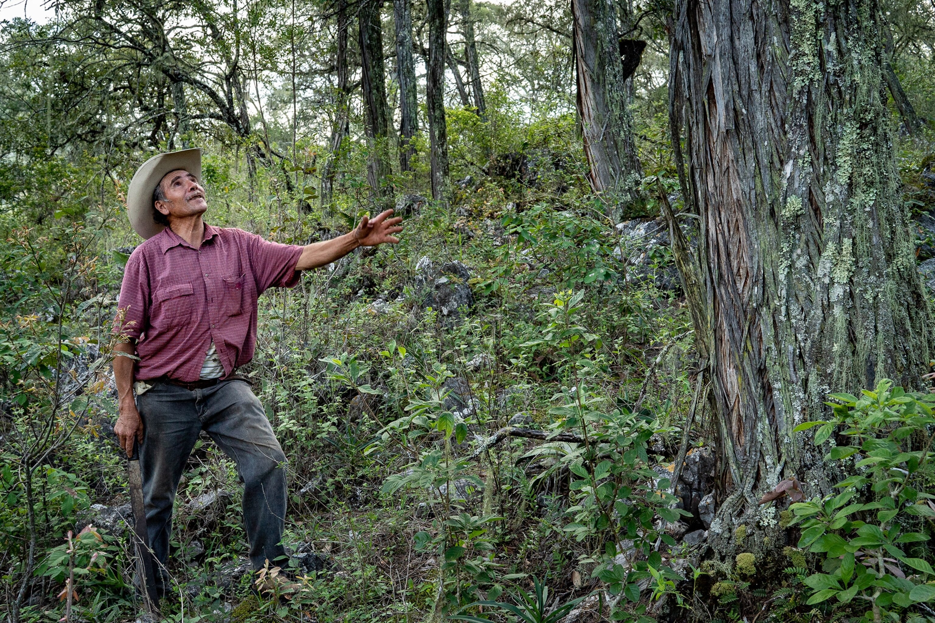 In Mexico’s vibrant forests, locals adapt to a year without tourists