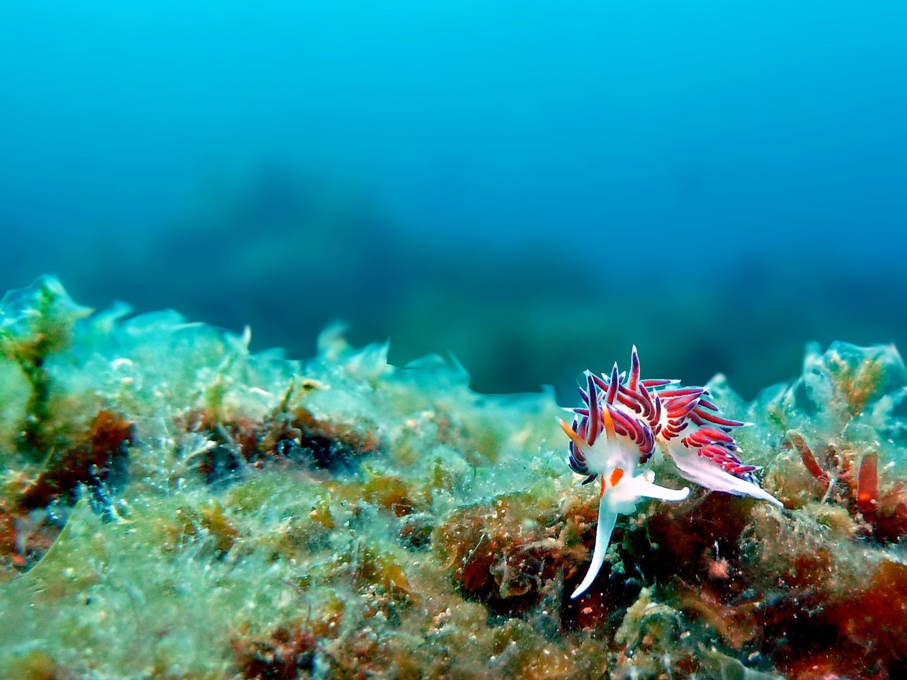 Meet the Adorable "Sea Bunny" Taking Over the Internet