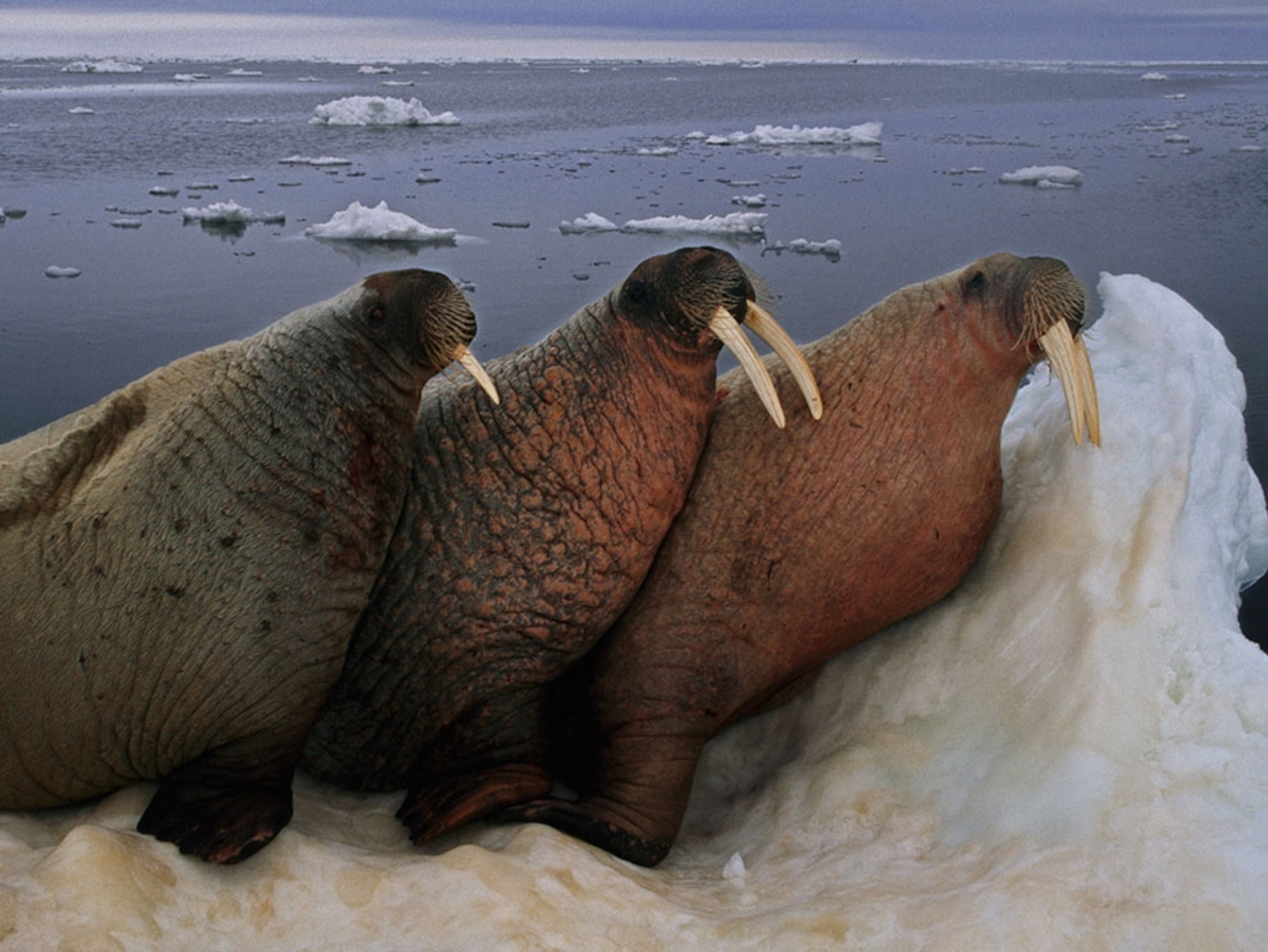Walrus Pictures – National Geographic