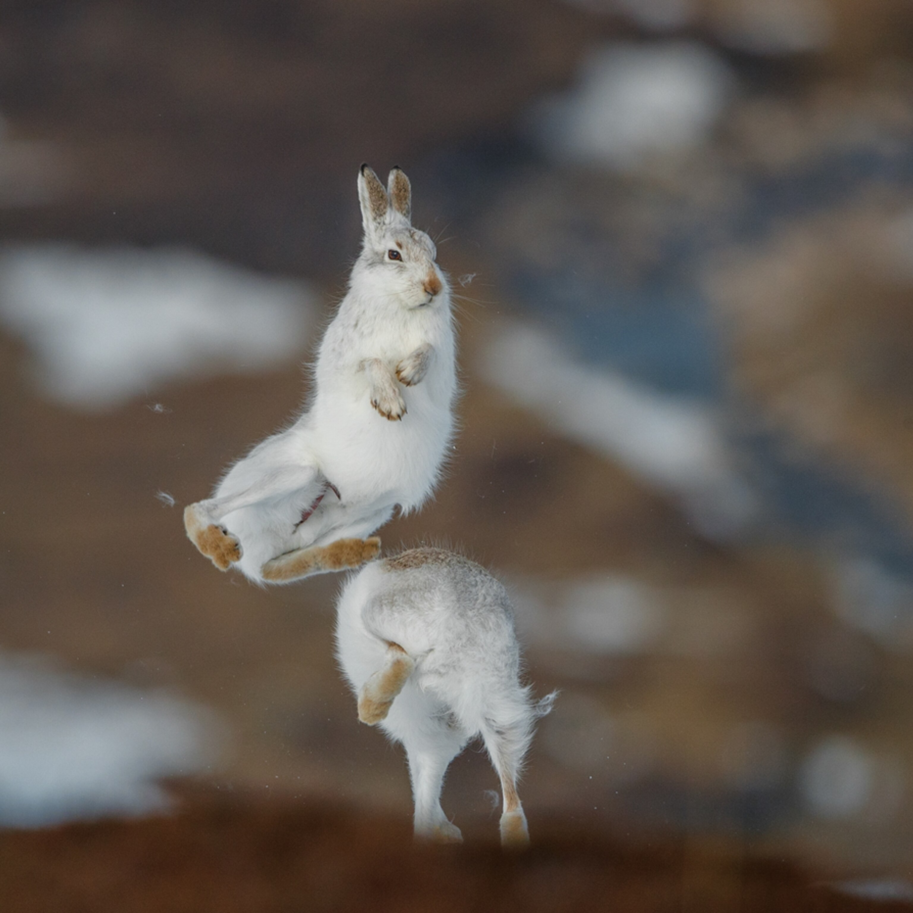 Mountain hares are built for snow. That may become a problem.