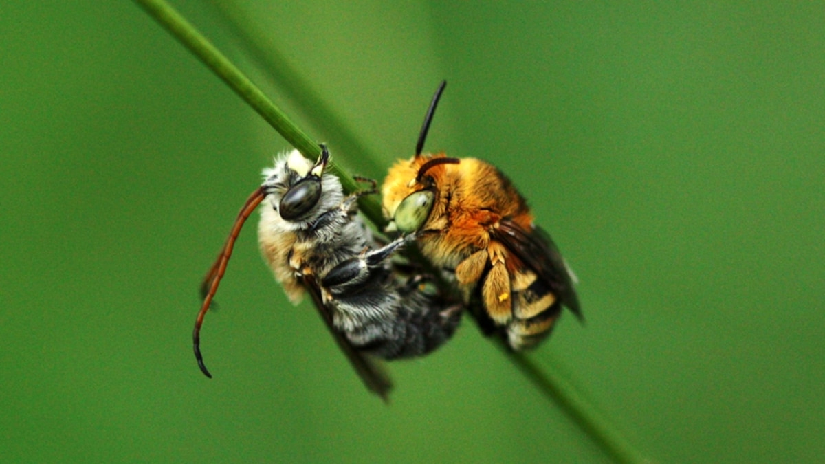 Pictures: Love Bugs - National Geographic | National Geographic