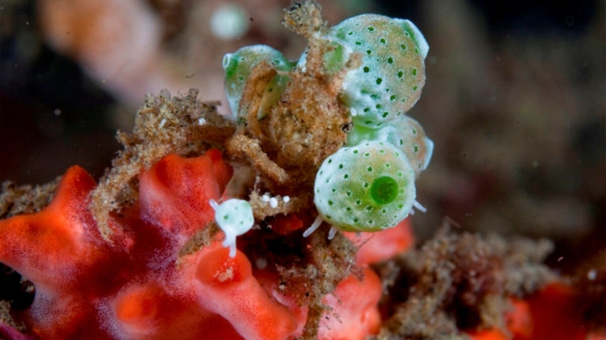 St. Patrick’s Day: 'Green' Animals That Recycle | National Geographic