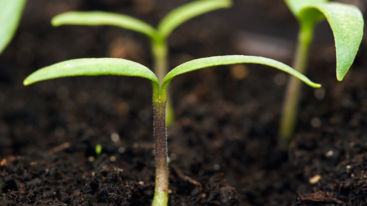 Plants "Listen" to the Good Vibes of Other Plants | National Geographic