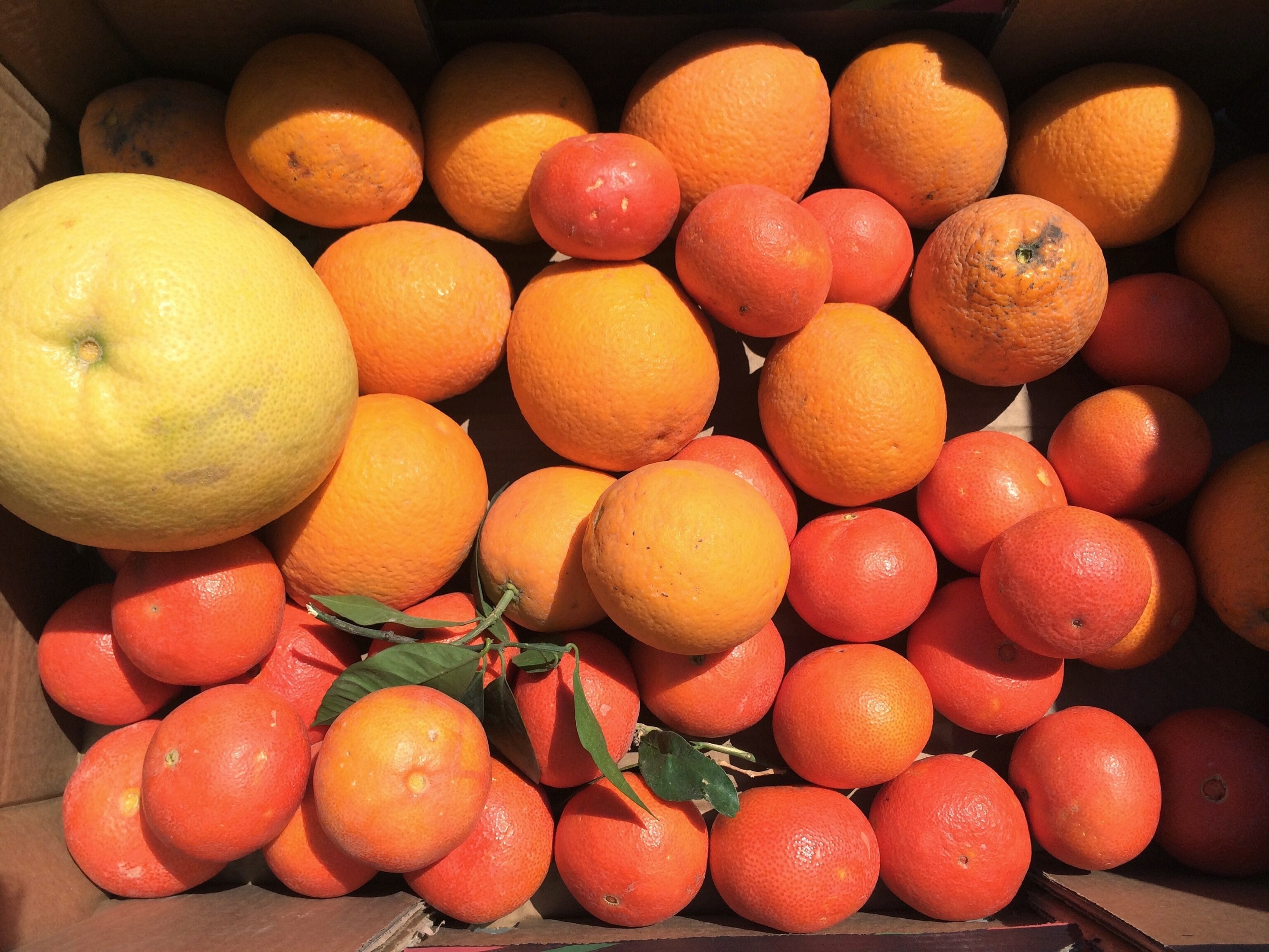 One Man’s Quest to Keep the Jaffa Orange Alive
