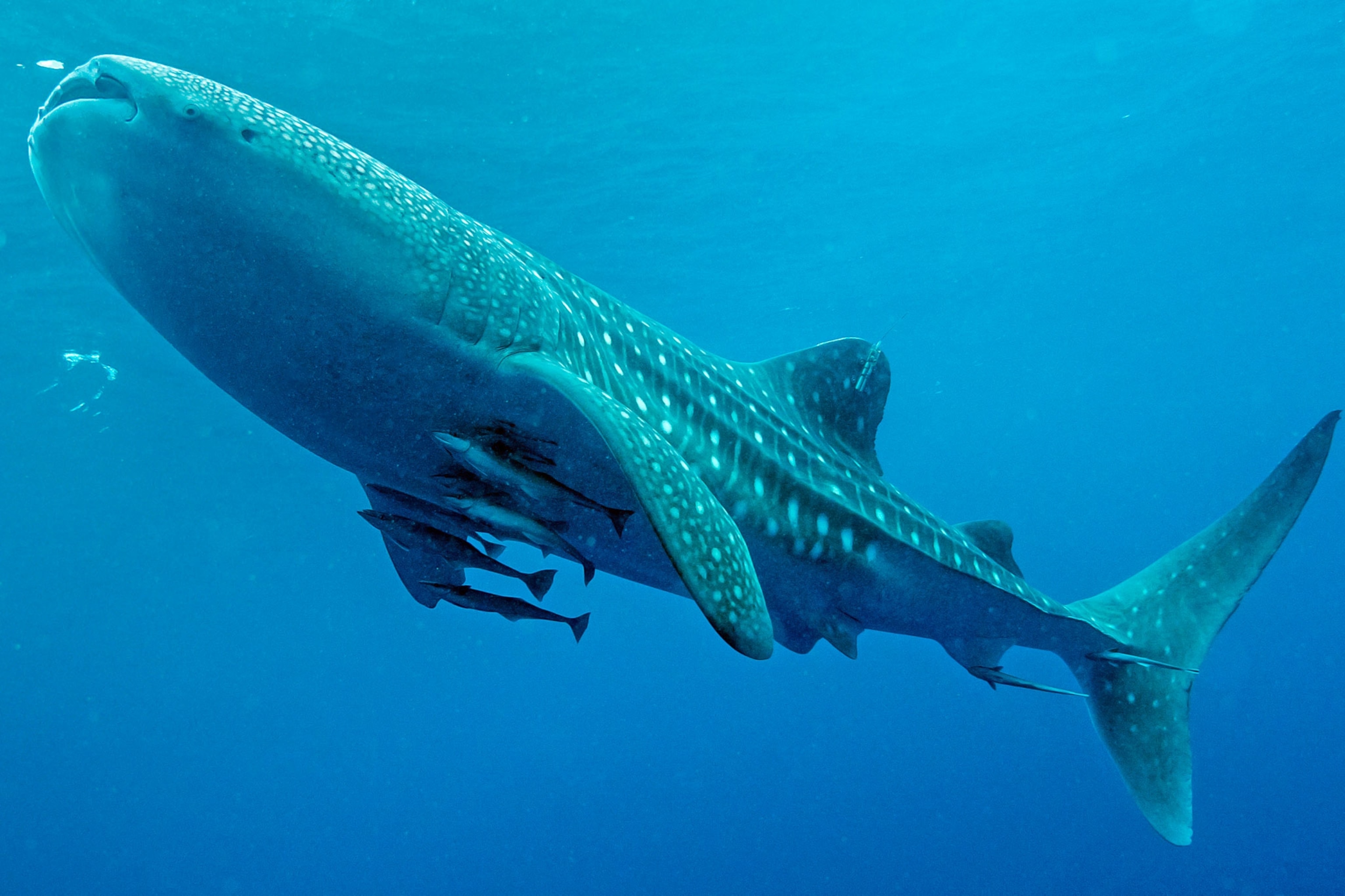 Snap a Shark Photo and Help Save the Biggest Fish on Earth | National ...