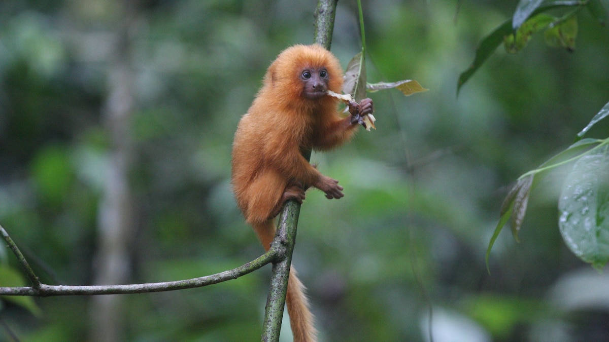New Wildlife Corridor to be Built in Brazilian Atlantic Forest ...