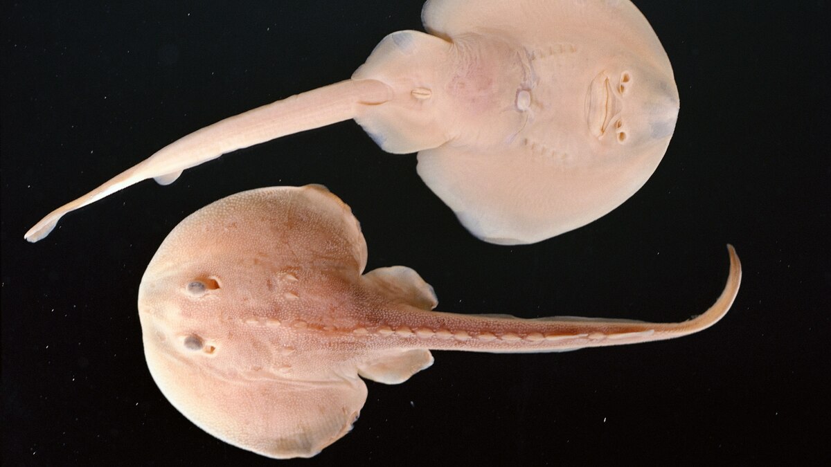 What's Behind a Surge in Stingray Attacks? | National Geographic