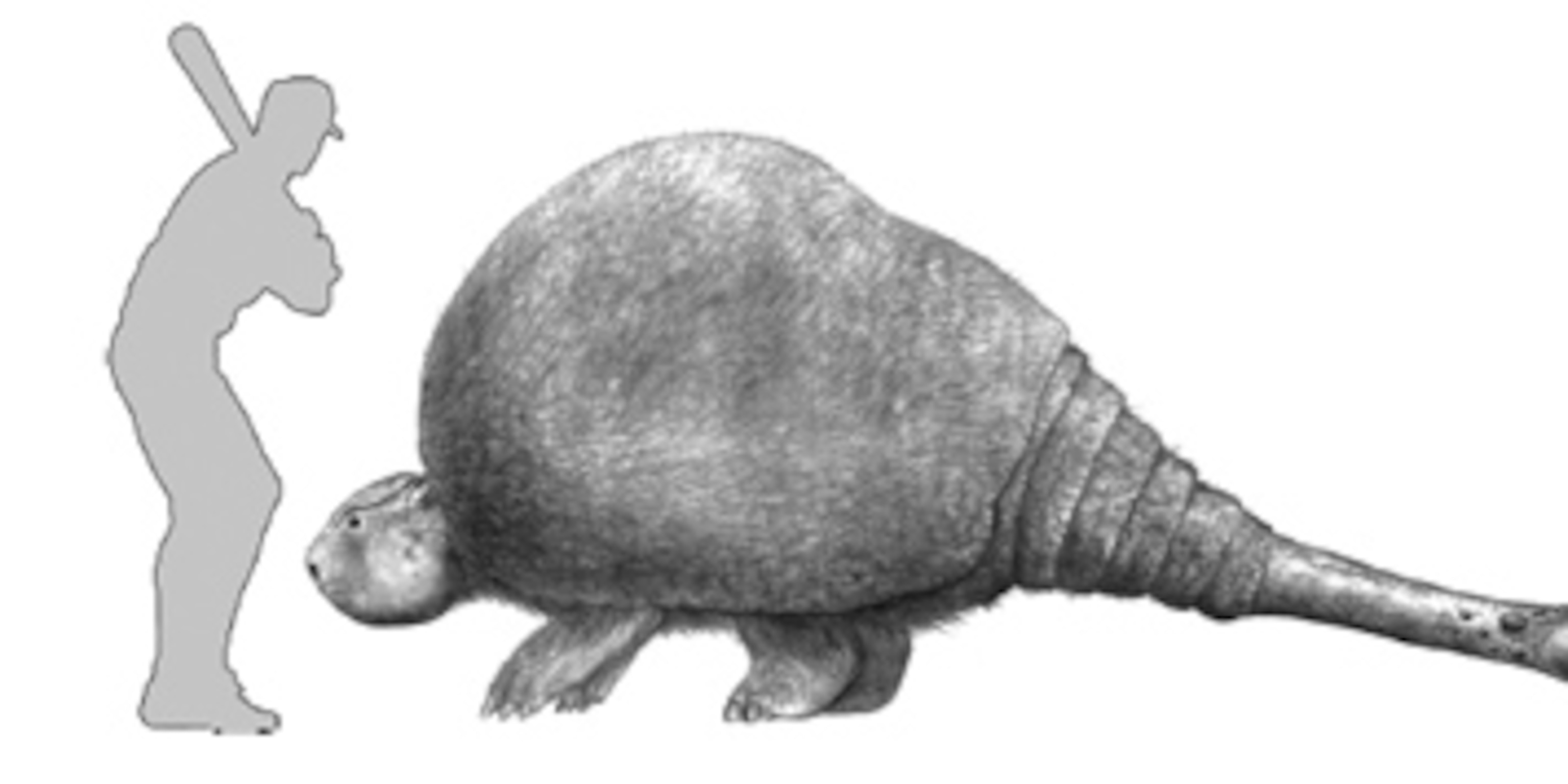 What tennis rackets tell us about giant extinct armadillos