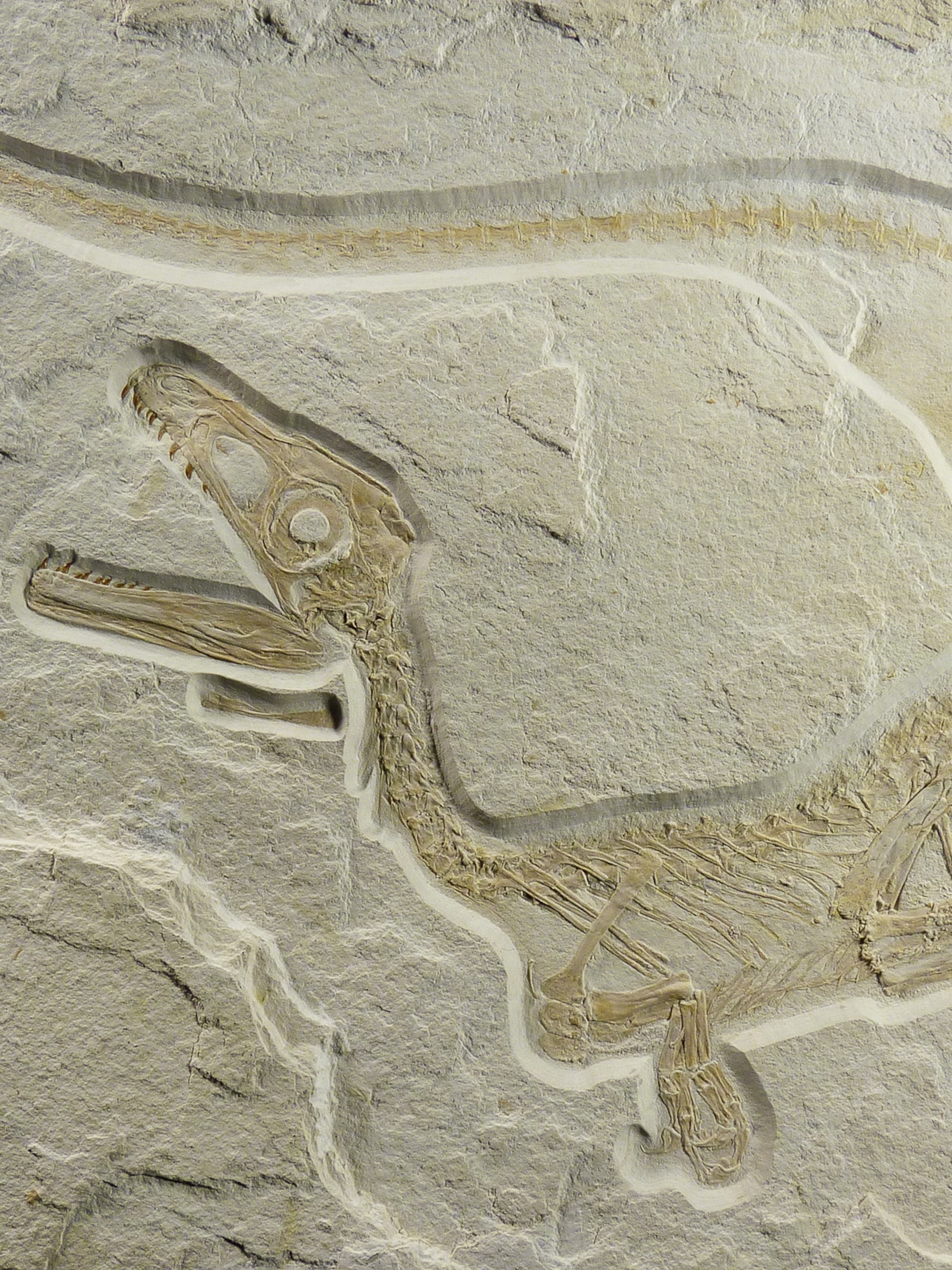 Dinosaur Tail Fossil