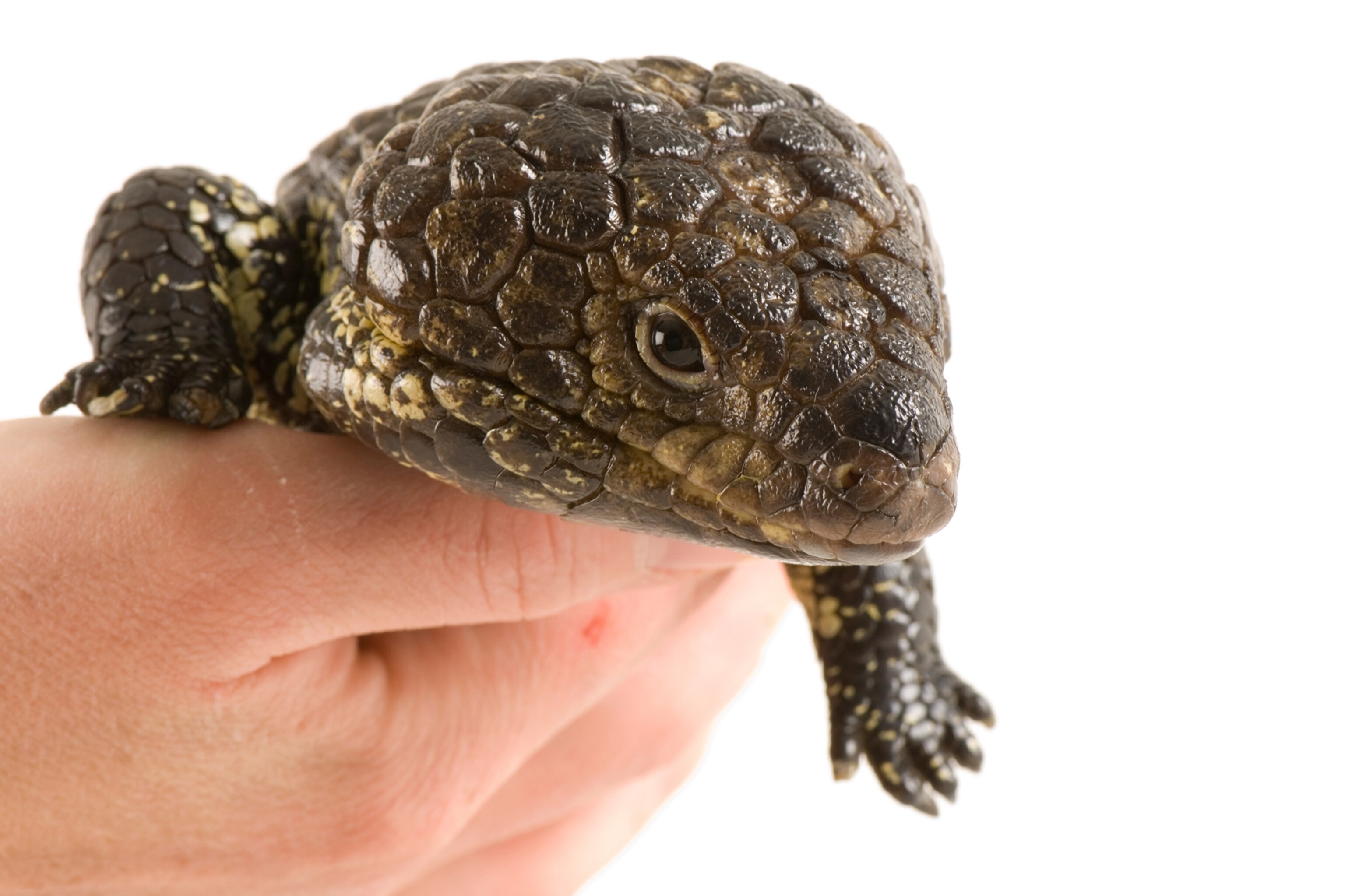 10 amorous animals that mate for life