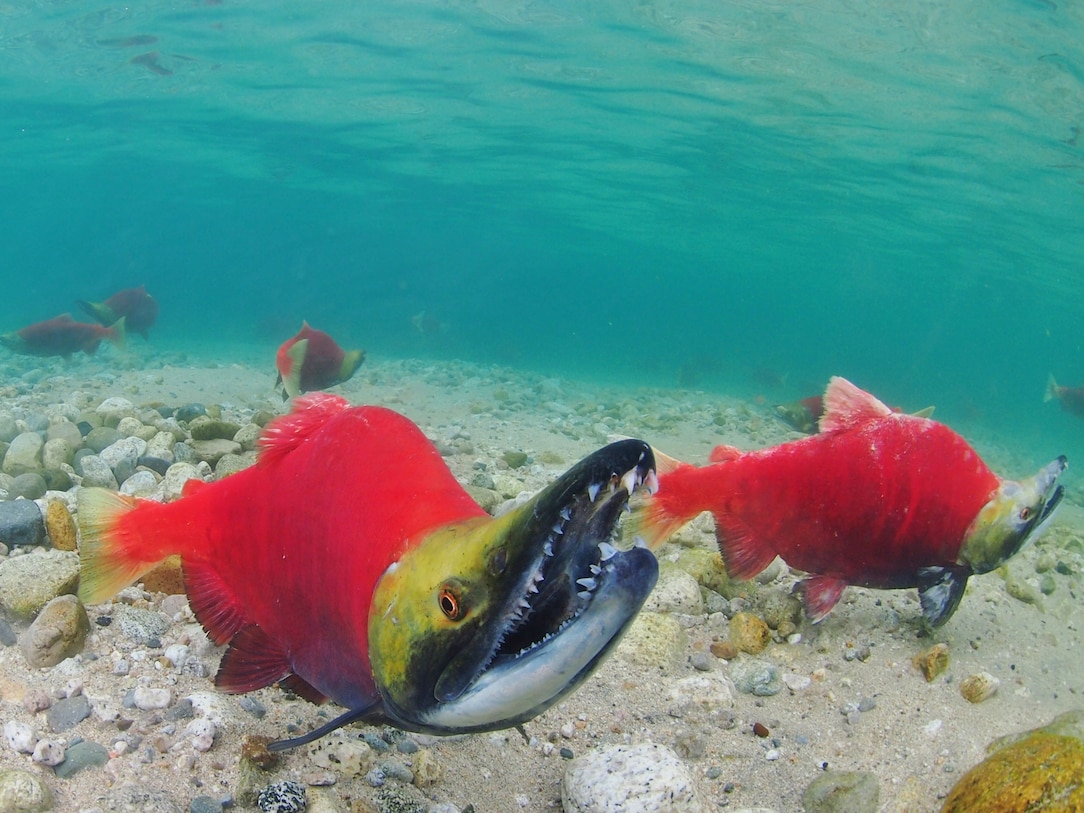 Sockeye Salmon Ocean