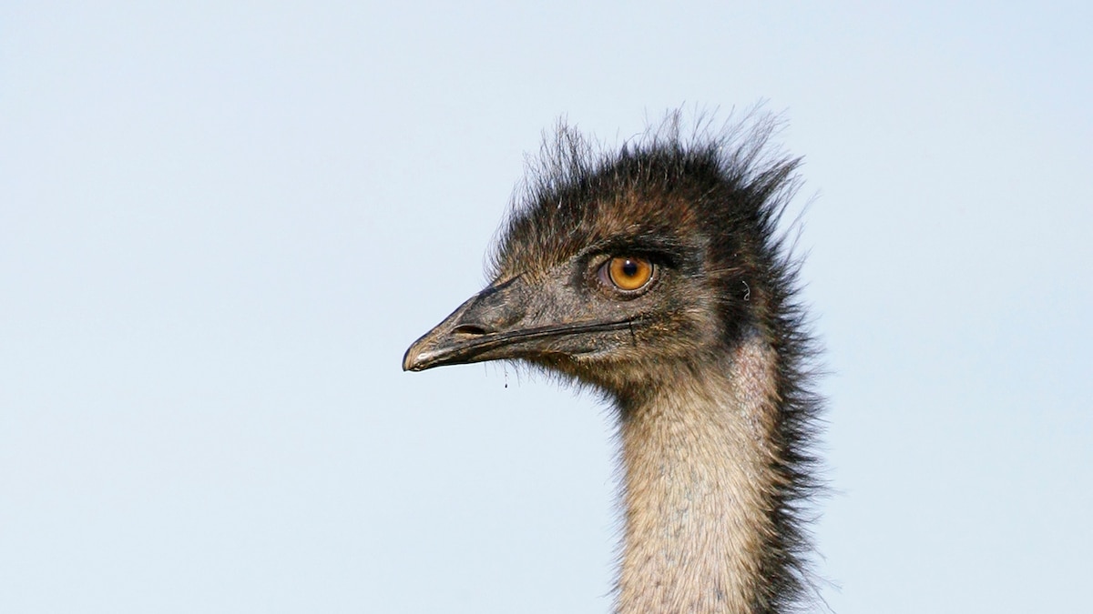 The bizarre story of when Australia went to war with emus—and lost ...