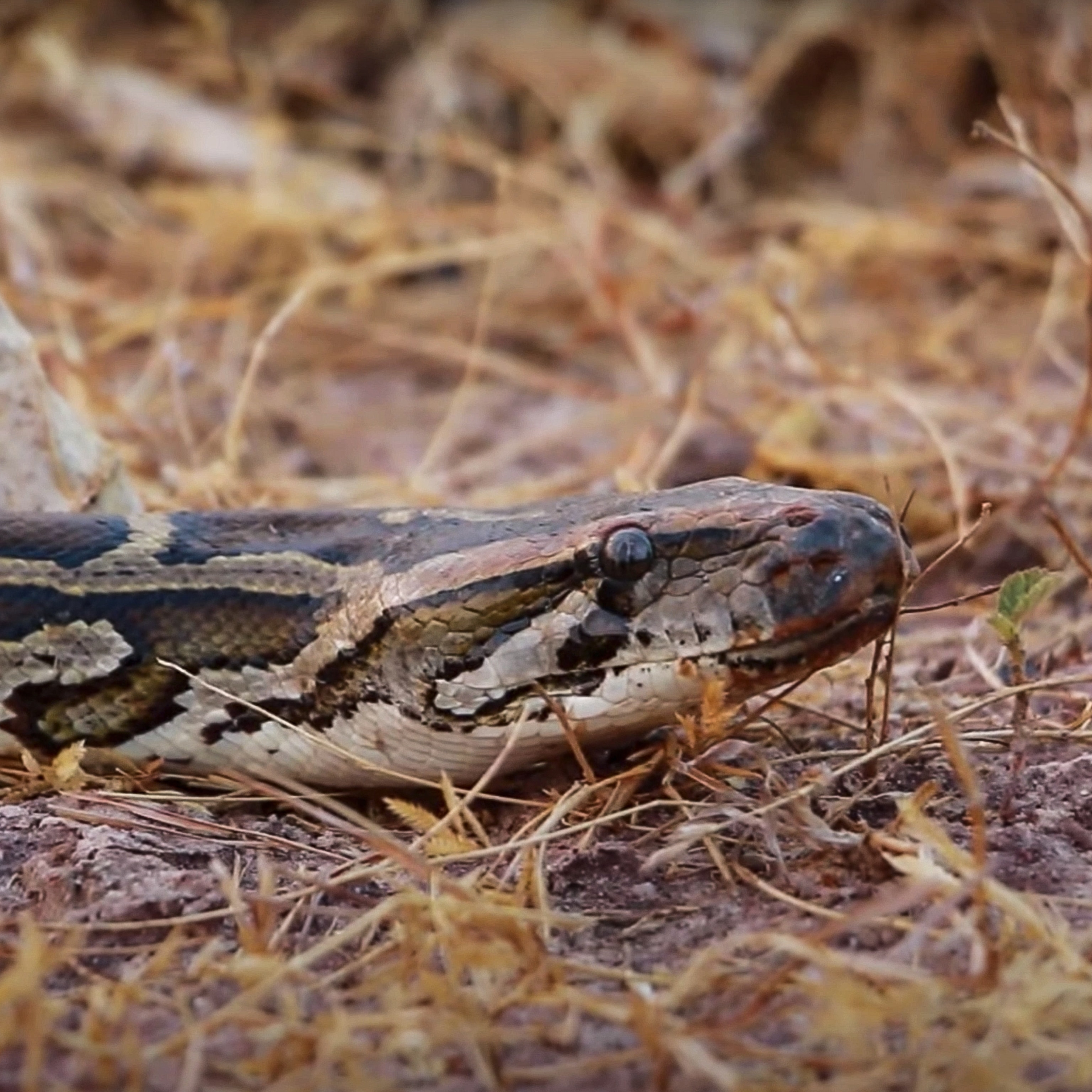 How fake animal rescue videos have become a new frontier for animal abuse