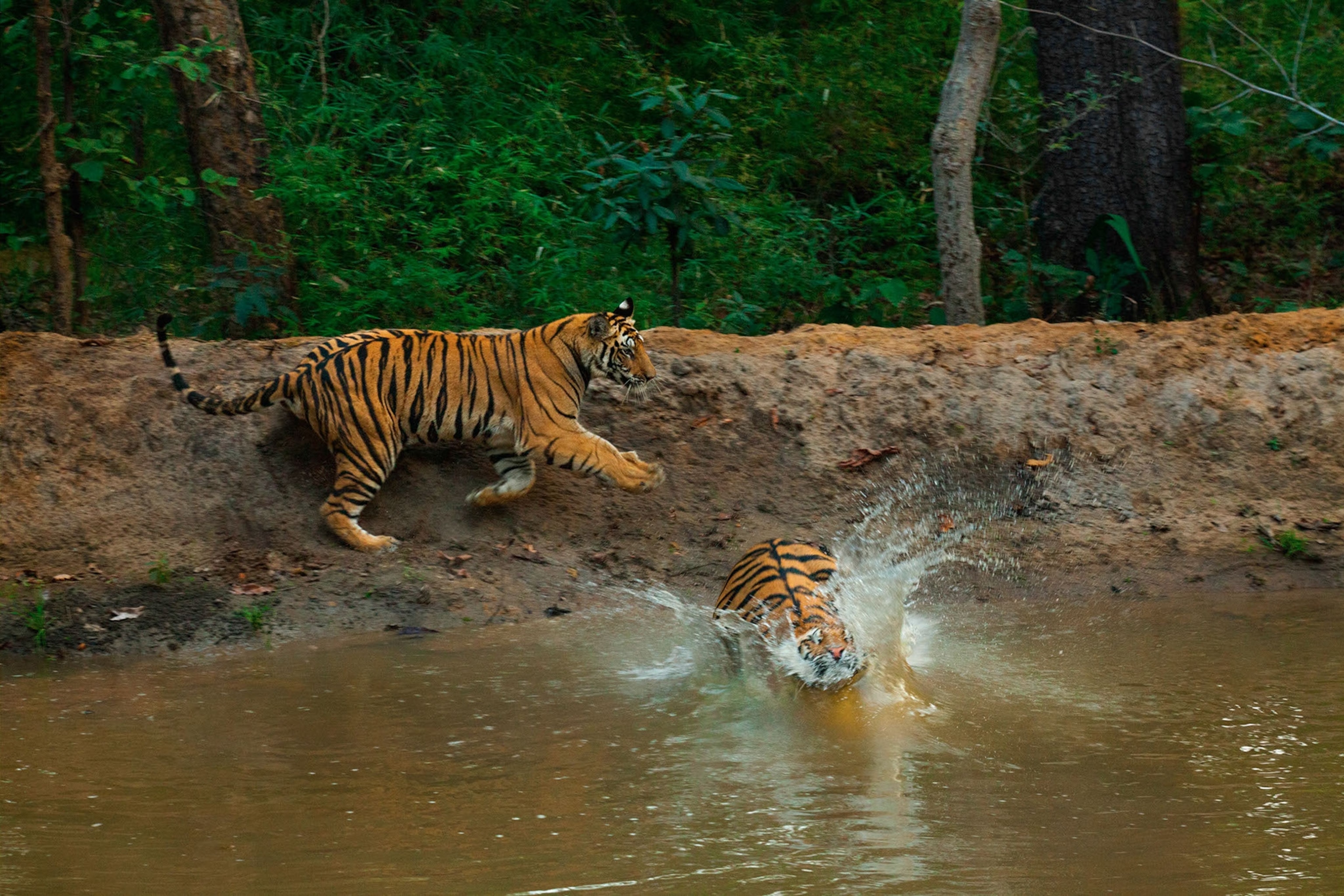 Tiger Numbers Rise for First Time in a Century
