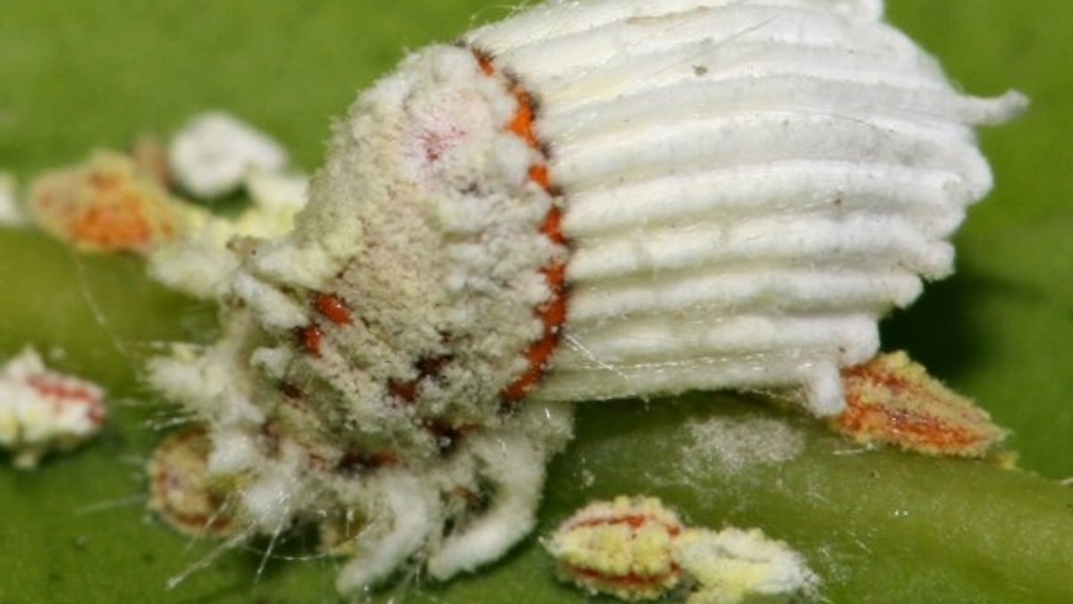 Hermaphrodite insects fertilise daughters with parasitic sperm ...