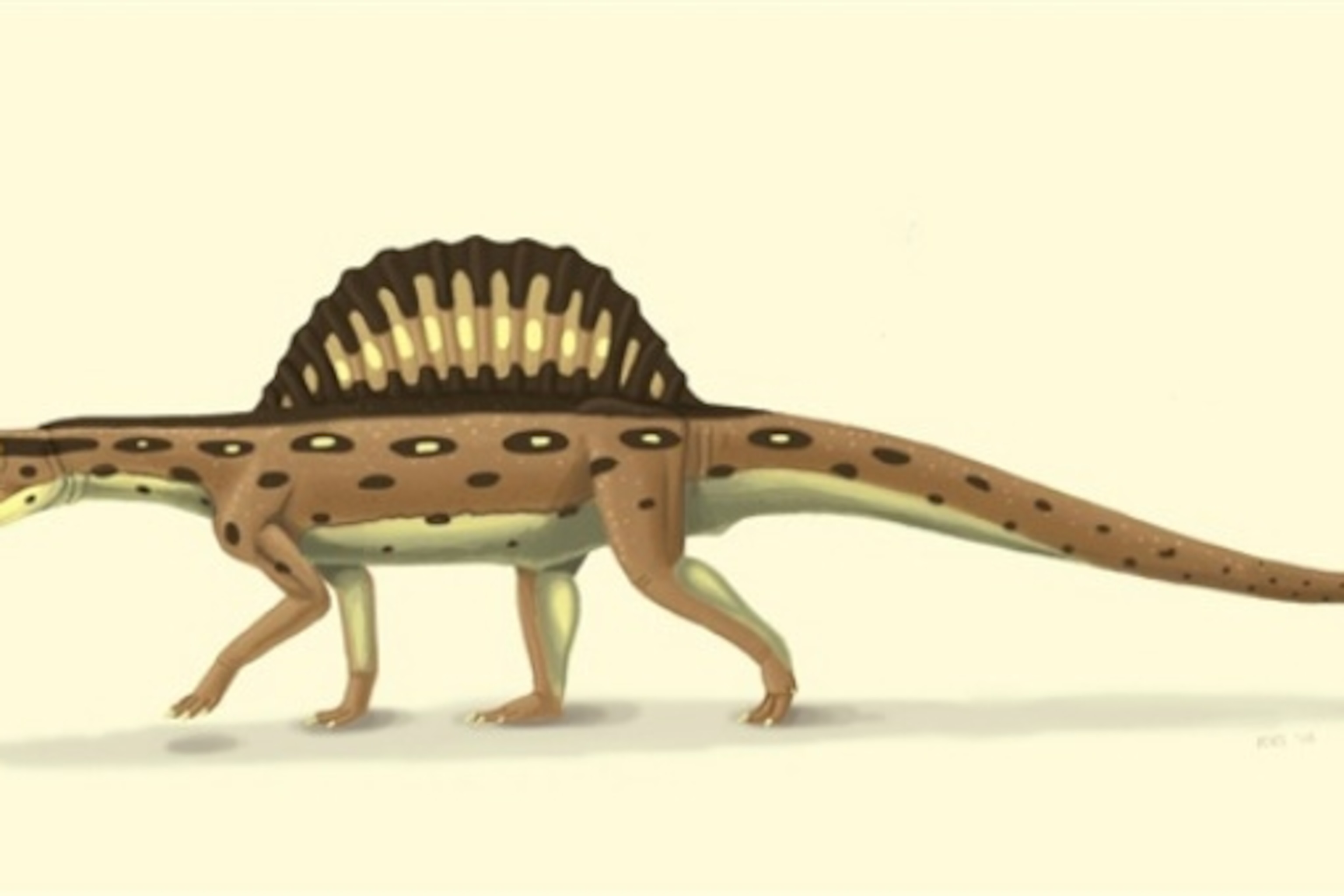 Arizonasaurus Fossils