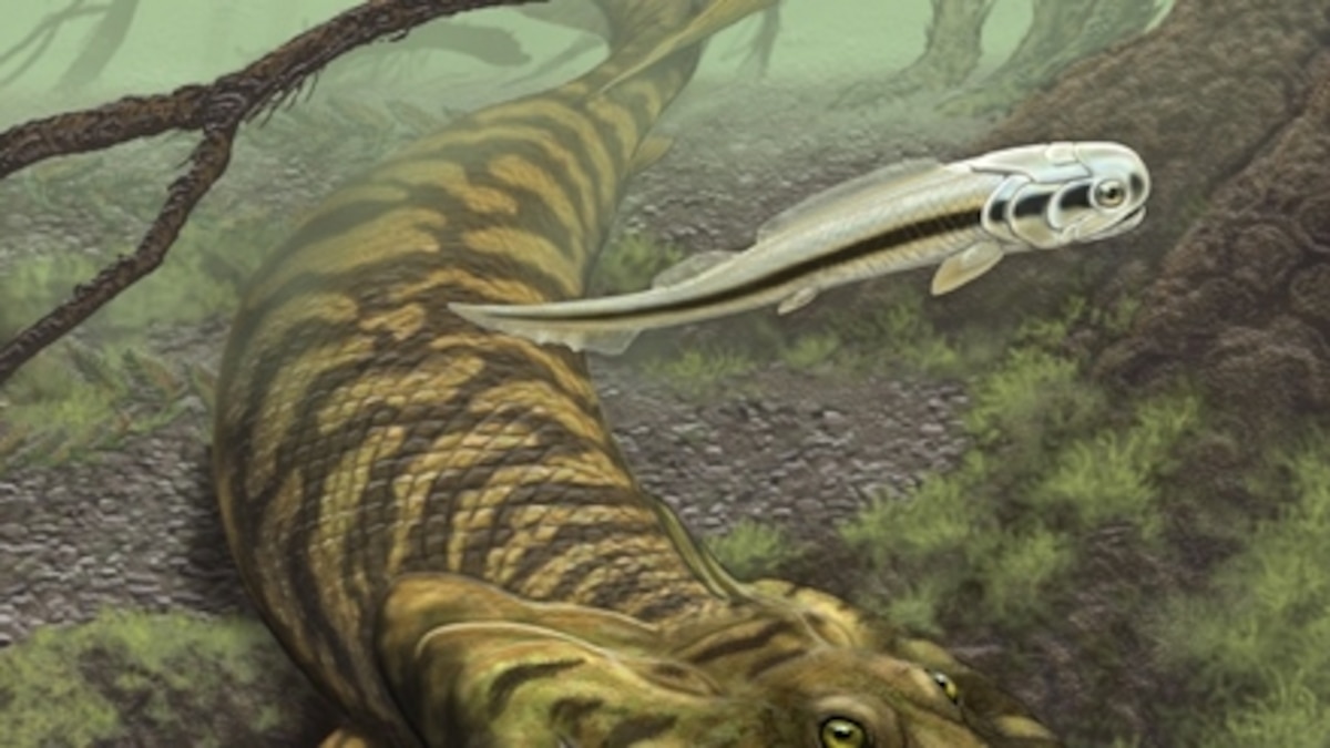 The Tangled Bank: An Introduction to Evolution | National Geographic