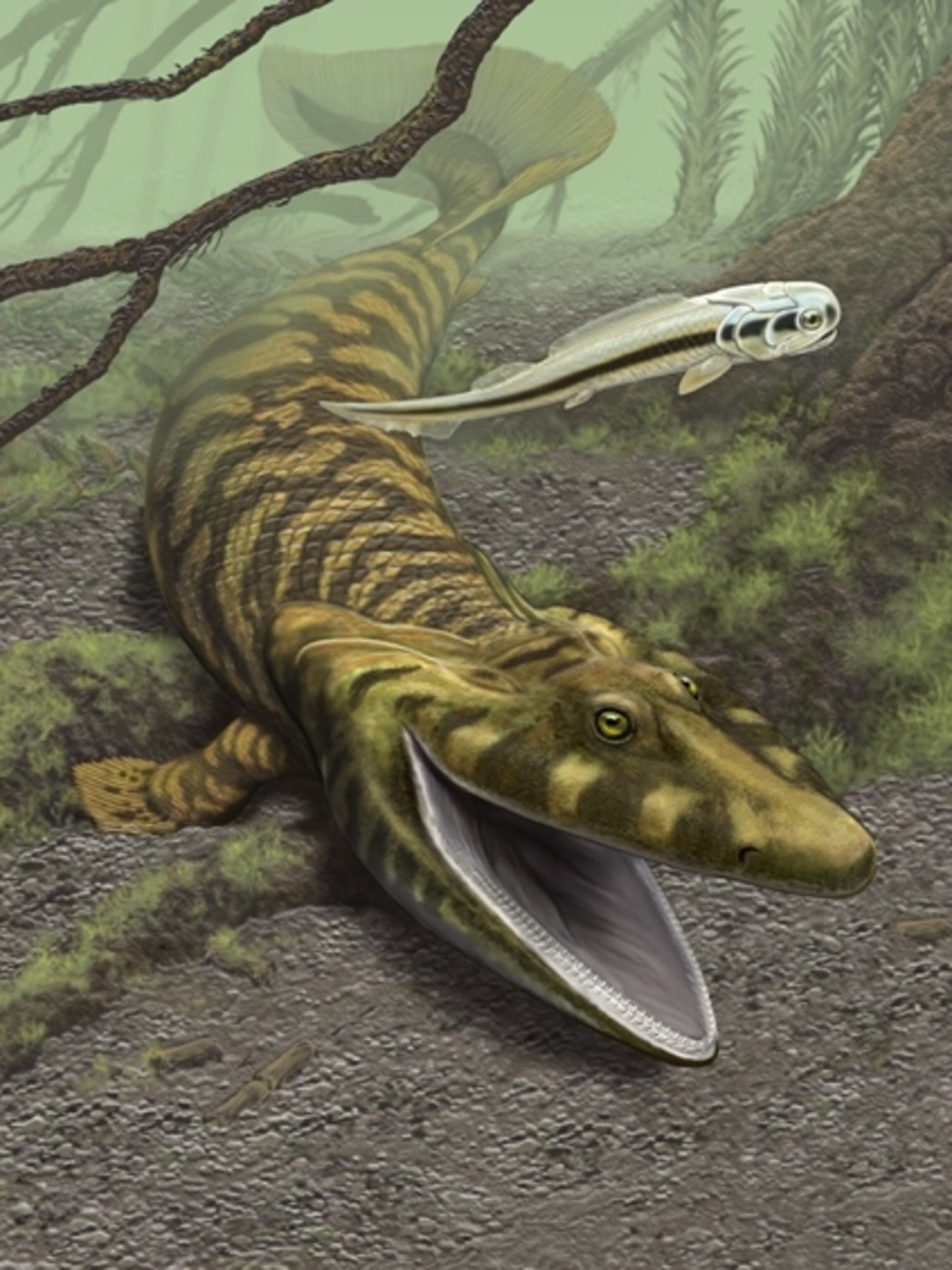 The Tangled Bank: An Introduction to Evolution