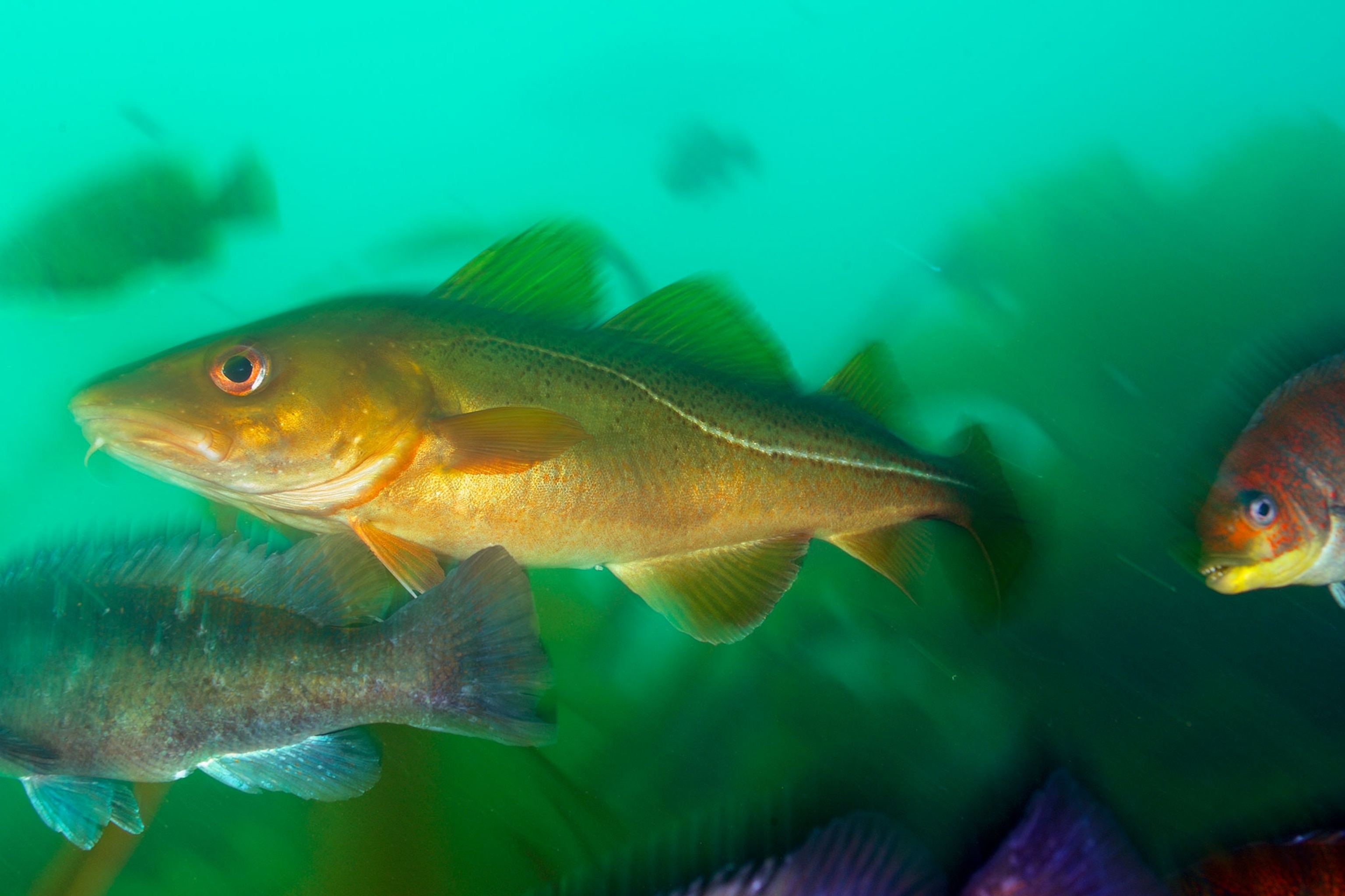 Fish, Crabs Are Losing Homes as Oceans Lose Oxygen