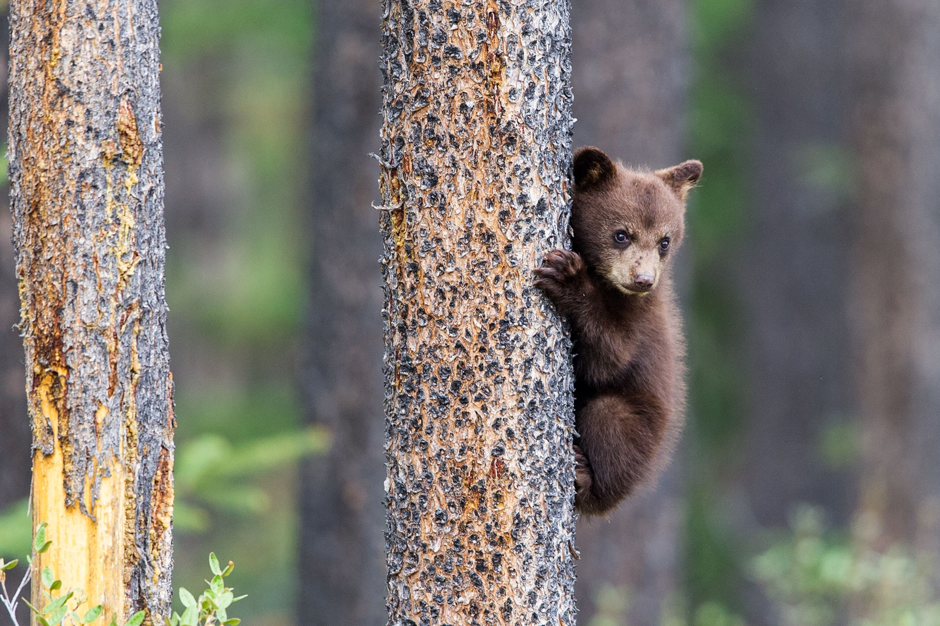 These Real-Life Bear Cubs Are All Winners