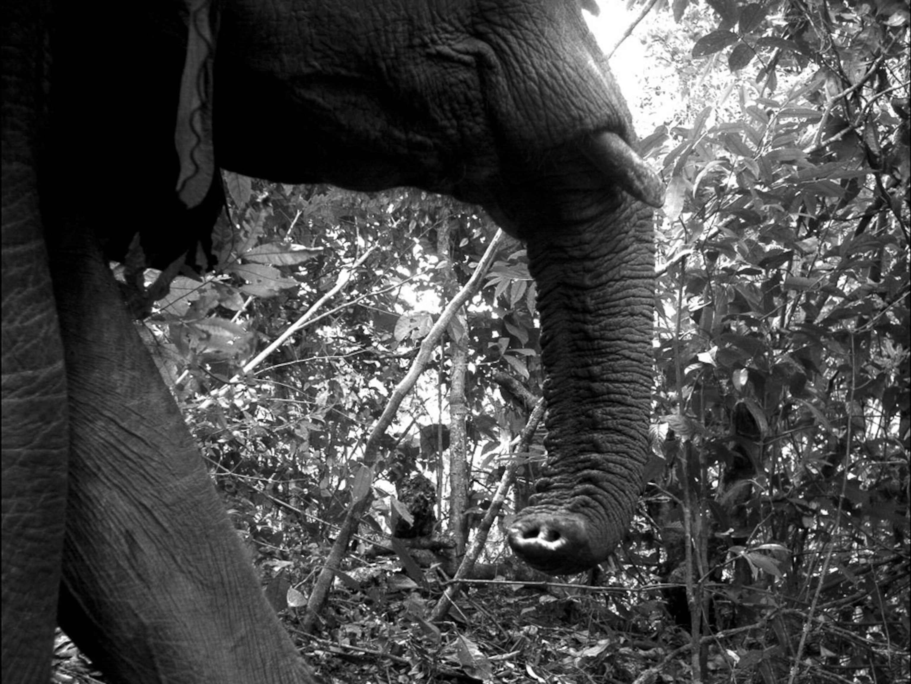 Camera-Trap Pictures: Mammals—And a Poacher—Exposed