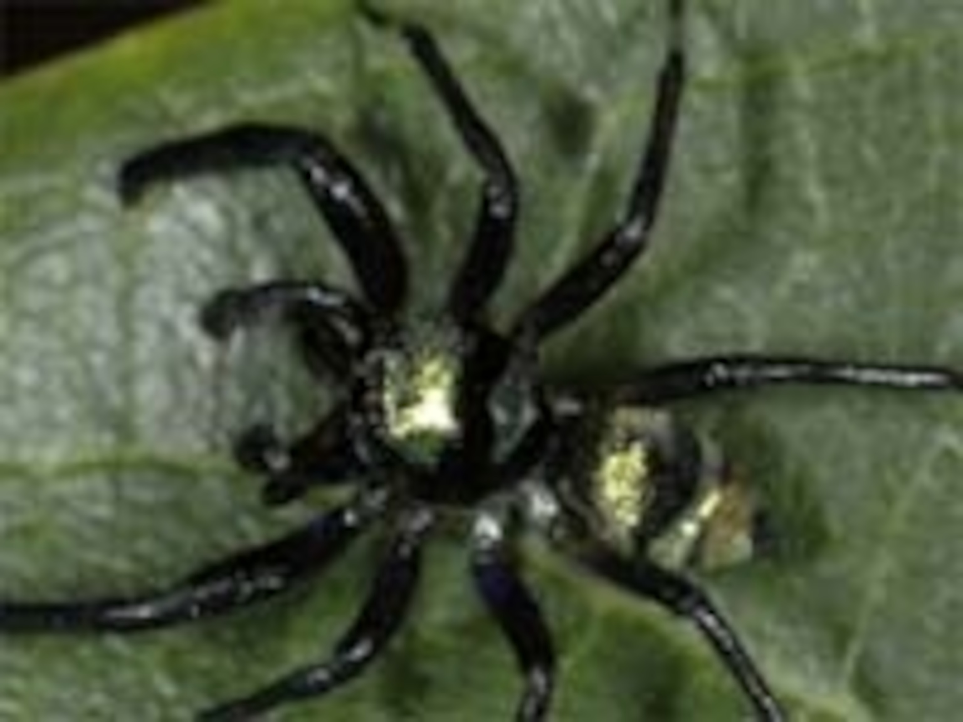 Sexy jumping spiders court females with ultraviolet patches | National ...