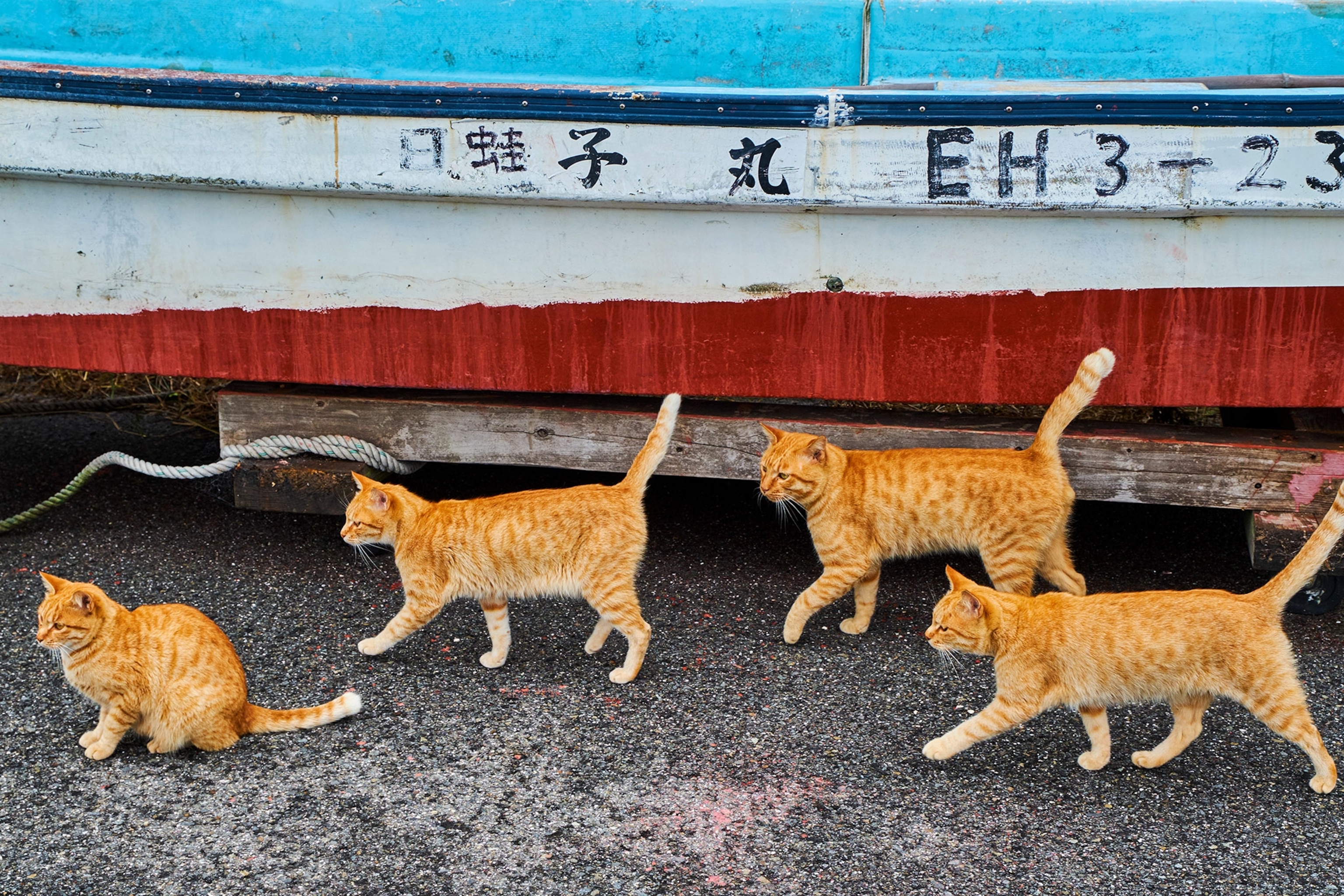 Photos of street cats around the world