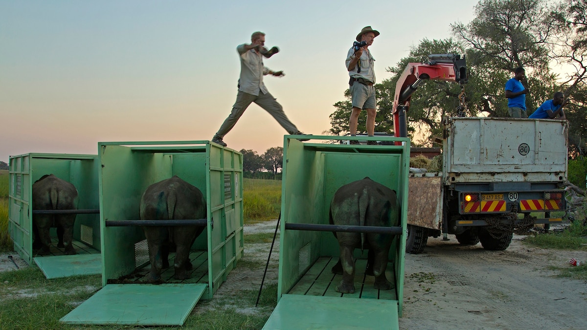 First Rhinos in Massive African Airlift Released in Botswana | National ...