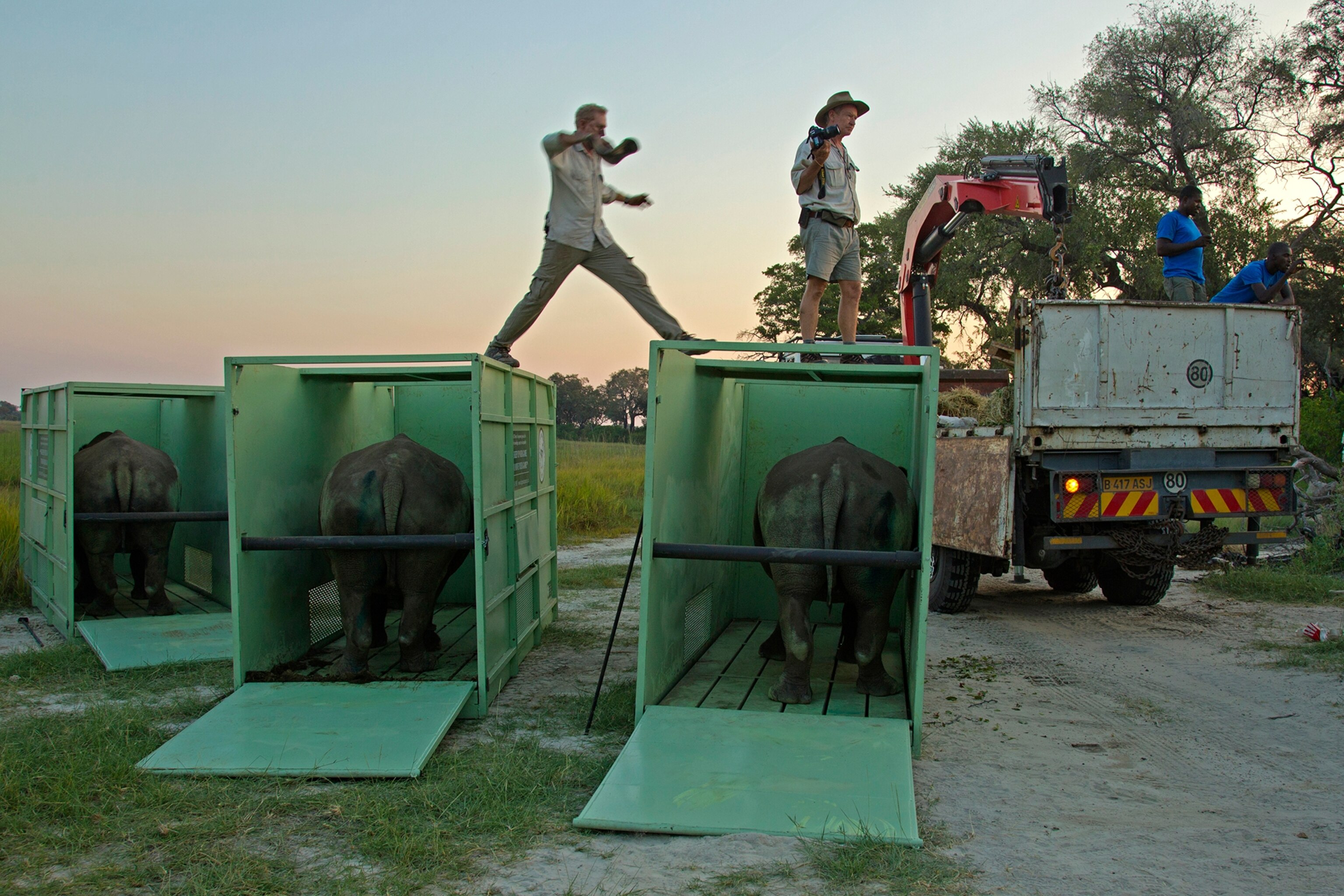 First Rhinos in Massive African Airlift Released in Botswana