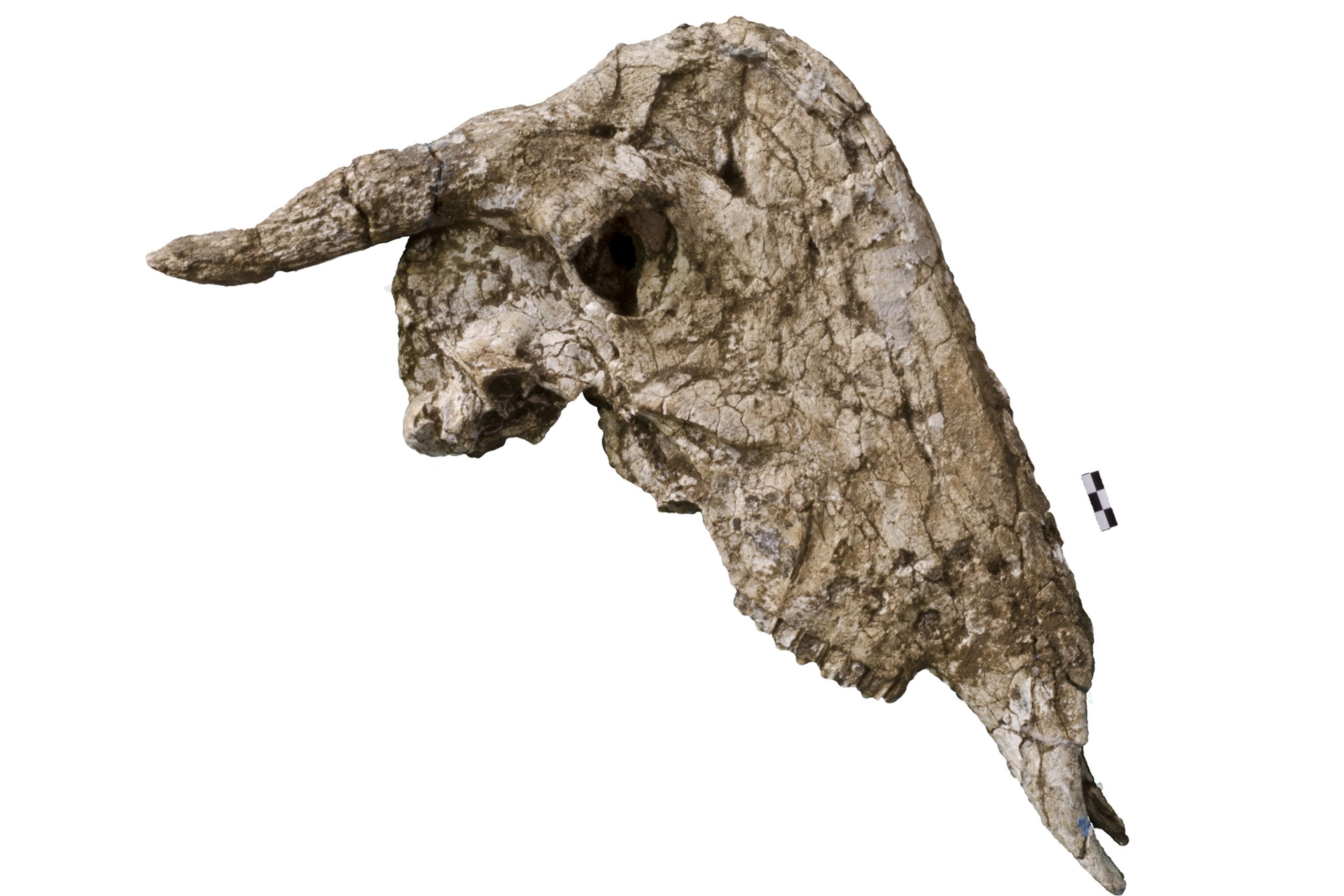 Ice Age Beast Honked Like a Dinosaur