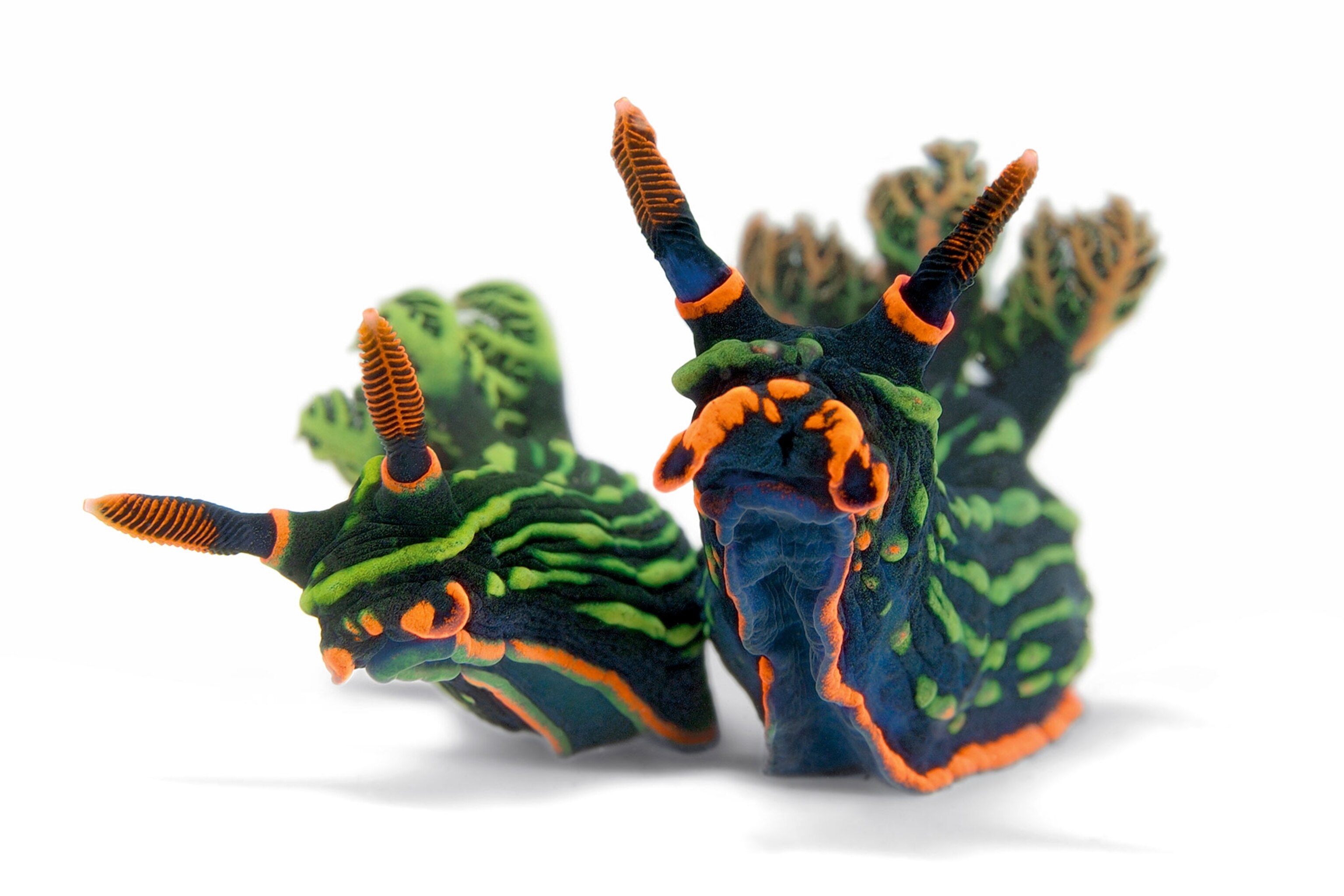 4 Million Photos and a Lot of Love: 21 Years as a Photo Editor