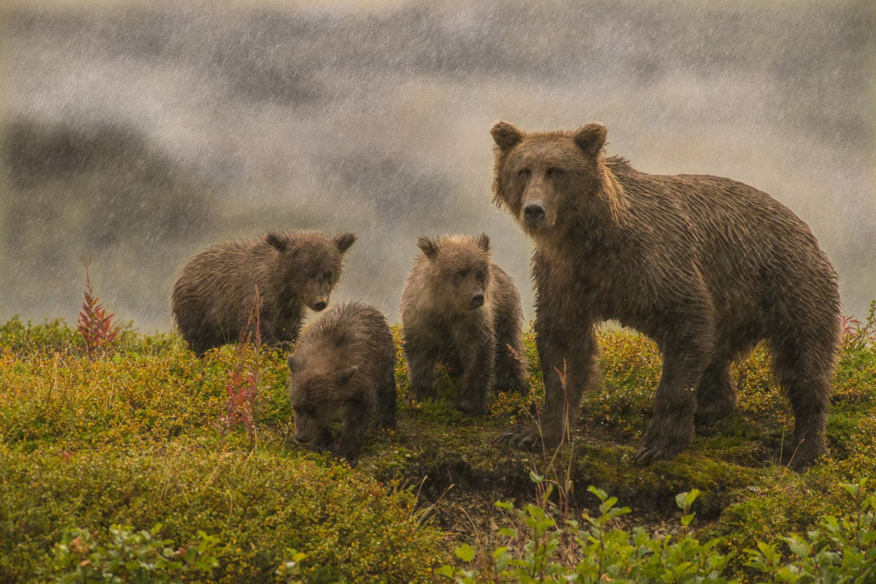 Top 10 wildlife encounters in parks