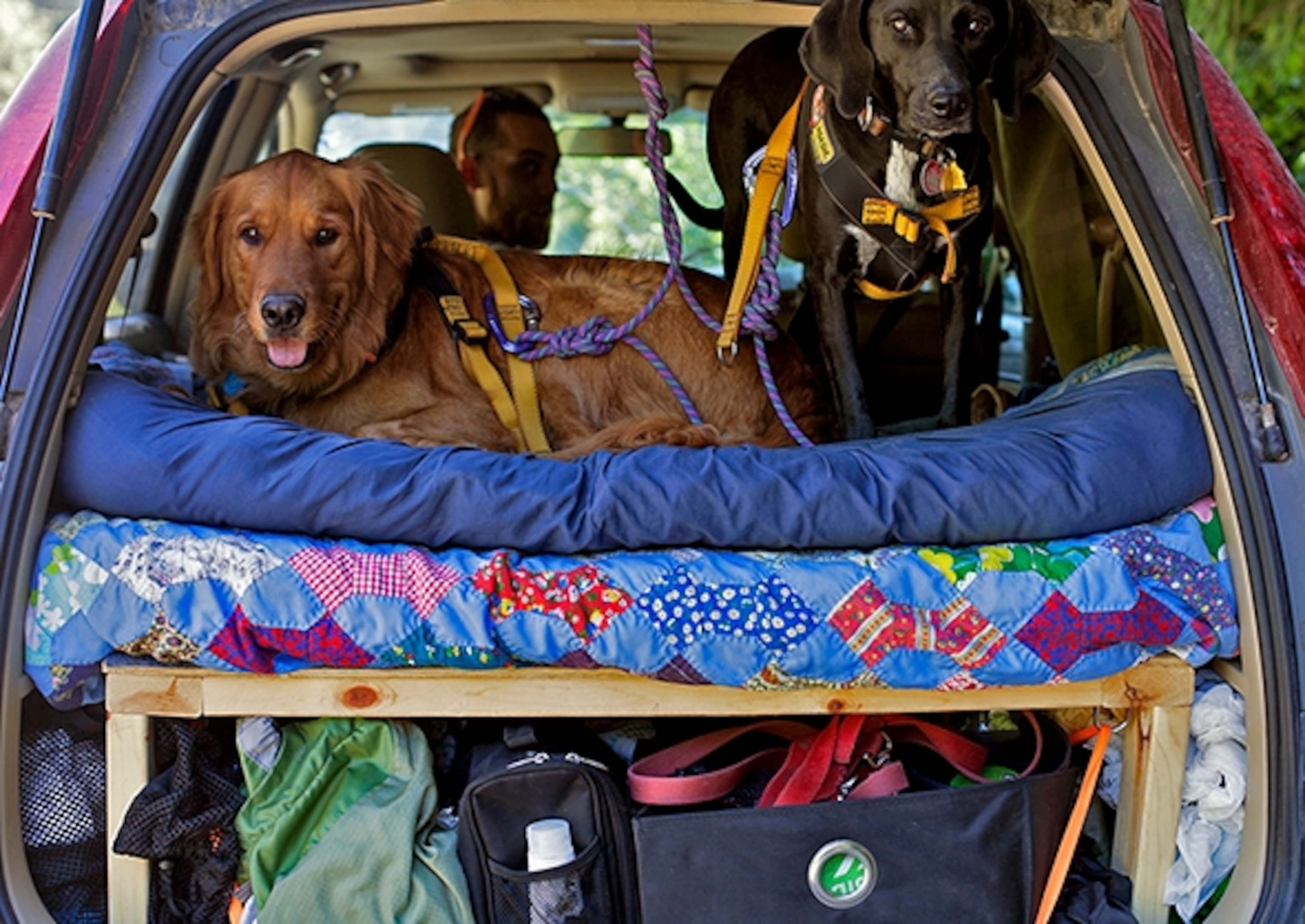 Tips for Road Tripping With Fido | National Geographic