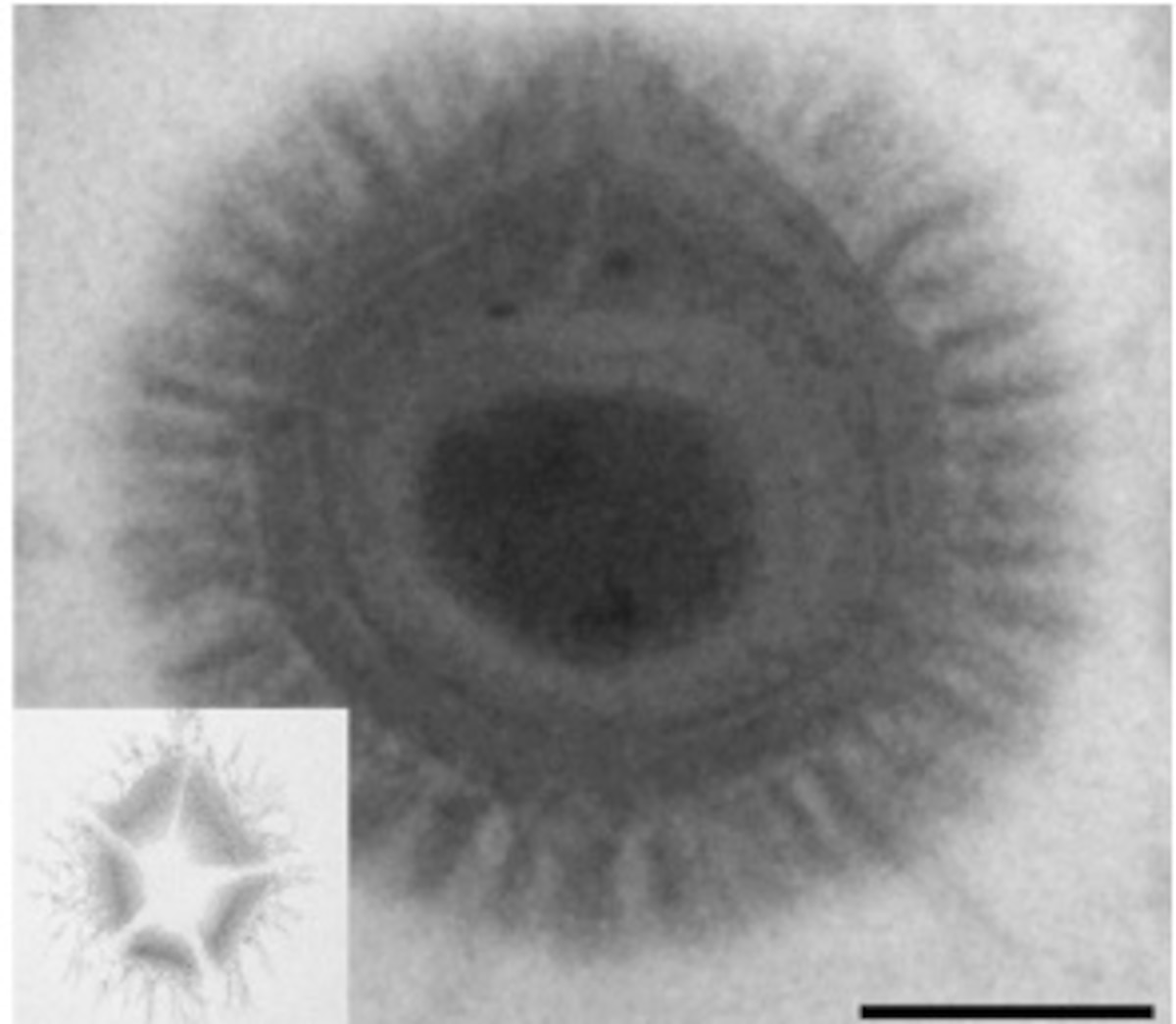 Please welcome Megavirus, the world's most ginormous virus